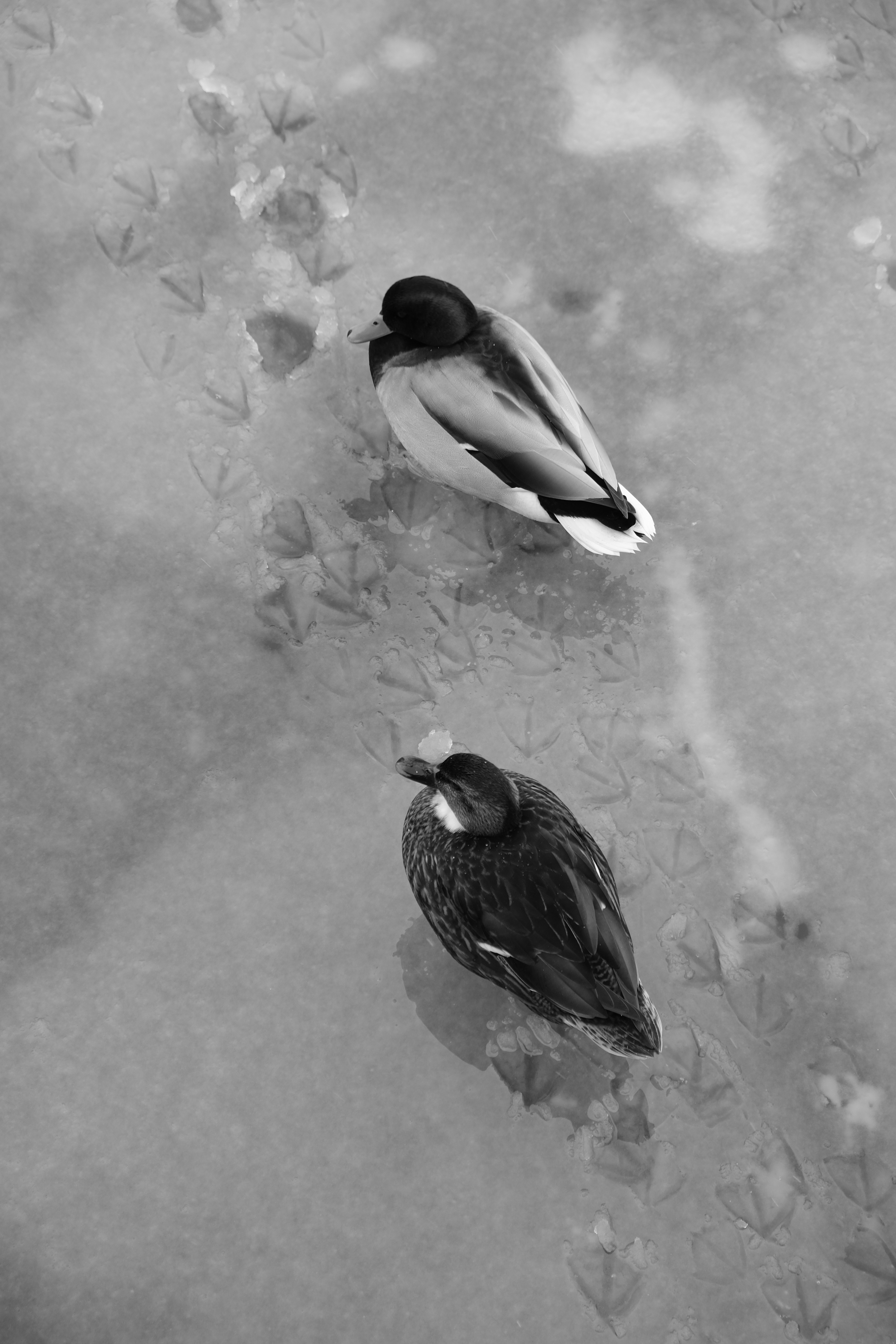 Floating Doubles: A Pair of Ducks Above a Quiet Surface