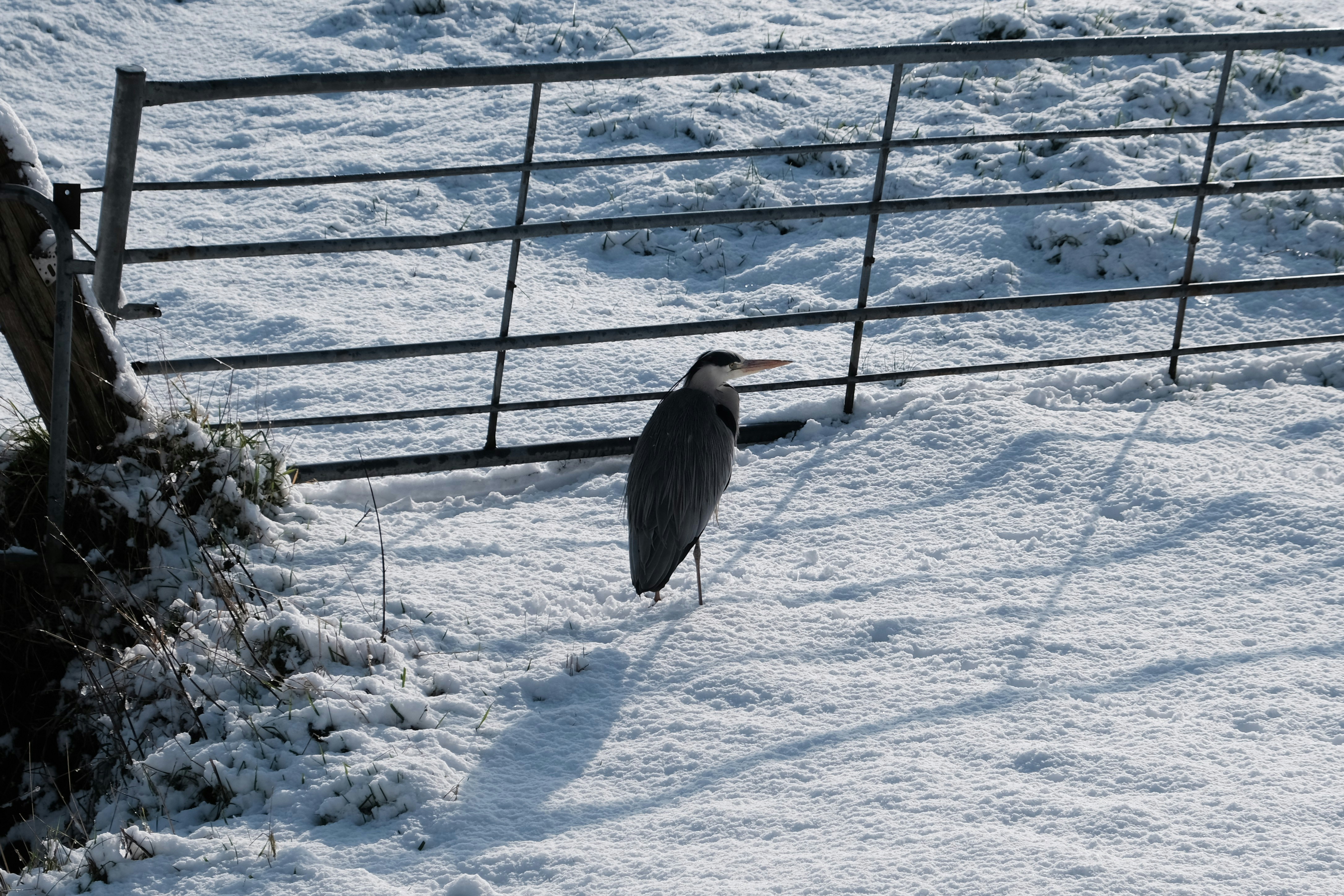 Heron on a Frosted Fence: A Quiet Winter Moment