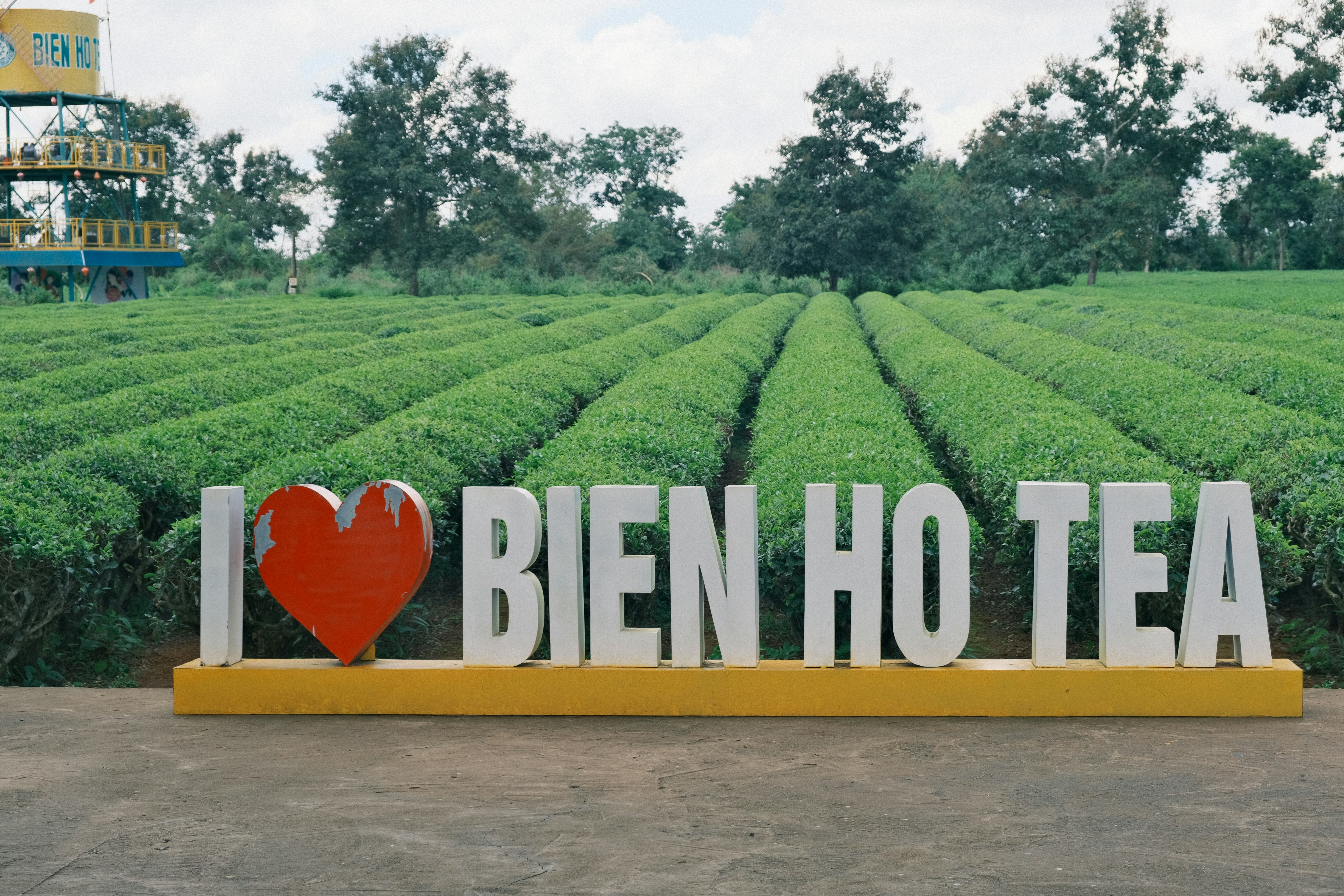 I Heart Bien HO Tea: A Lush Green Tea Field with a Bold Welcome Sign