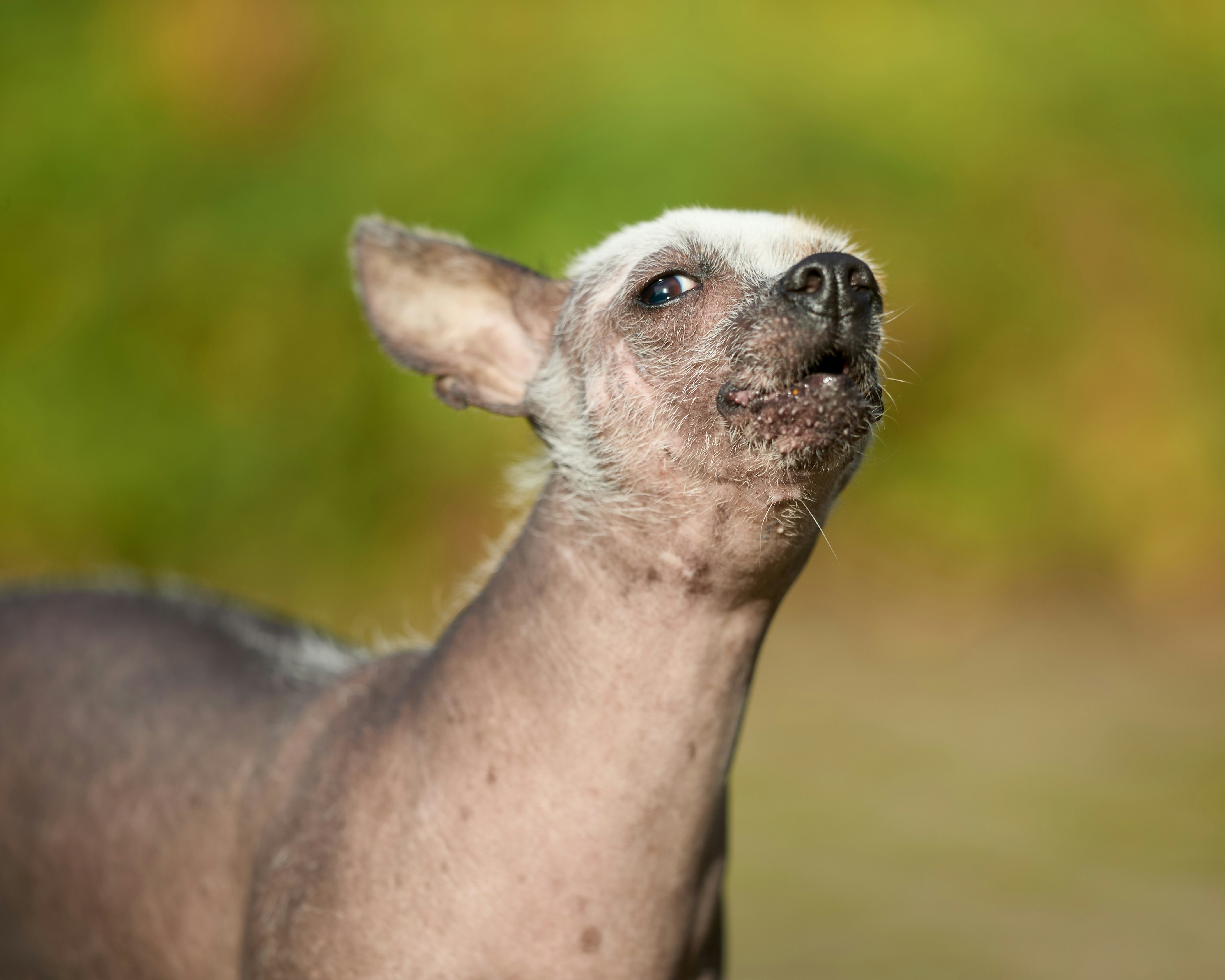 Curled Lip, Curious Gaze: A Chihuahua's Moment Under a Sunny Backdrop
