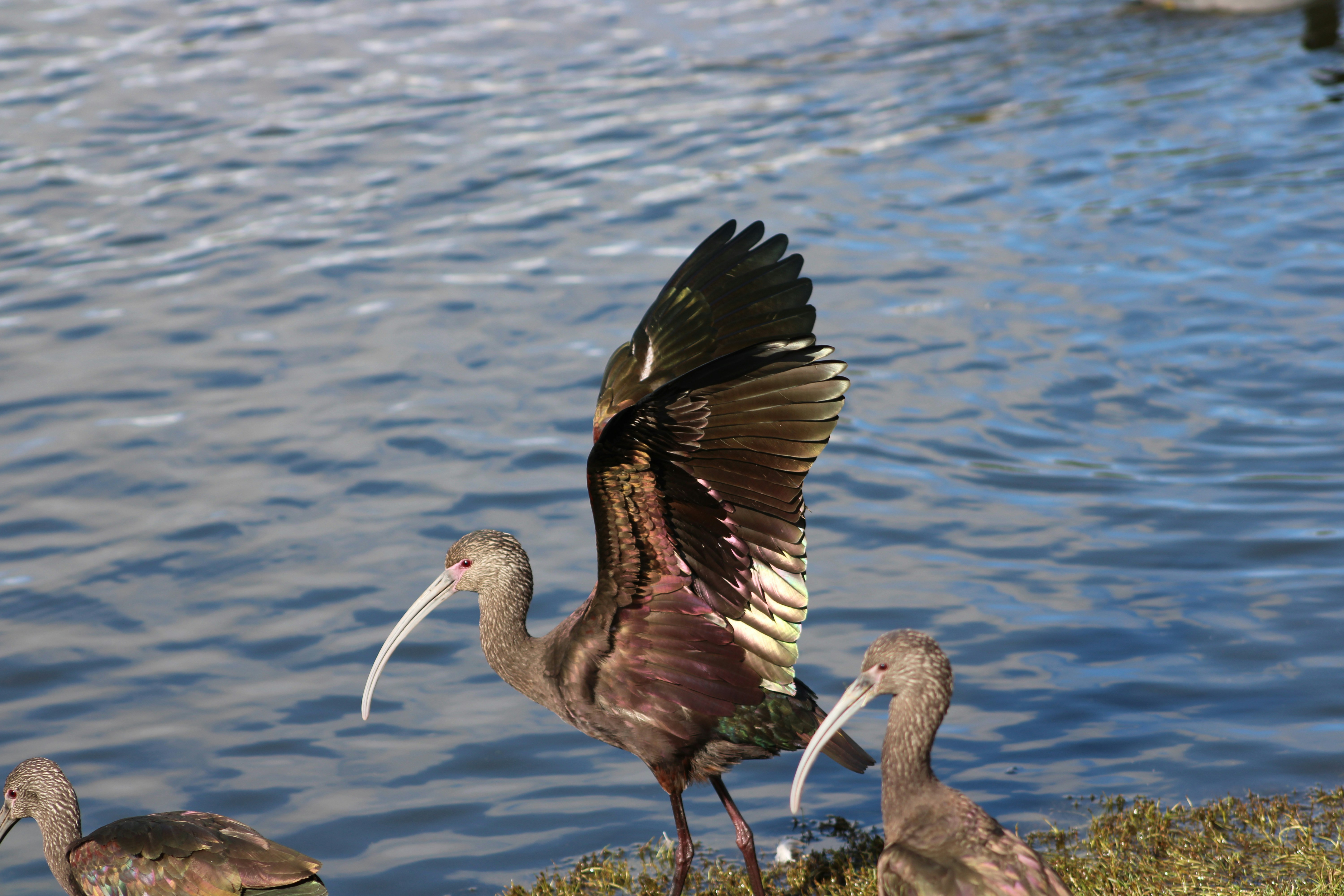 Heron in Flight: A Moment of Rise Over Calm Waters