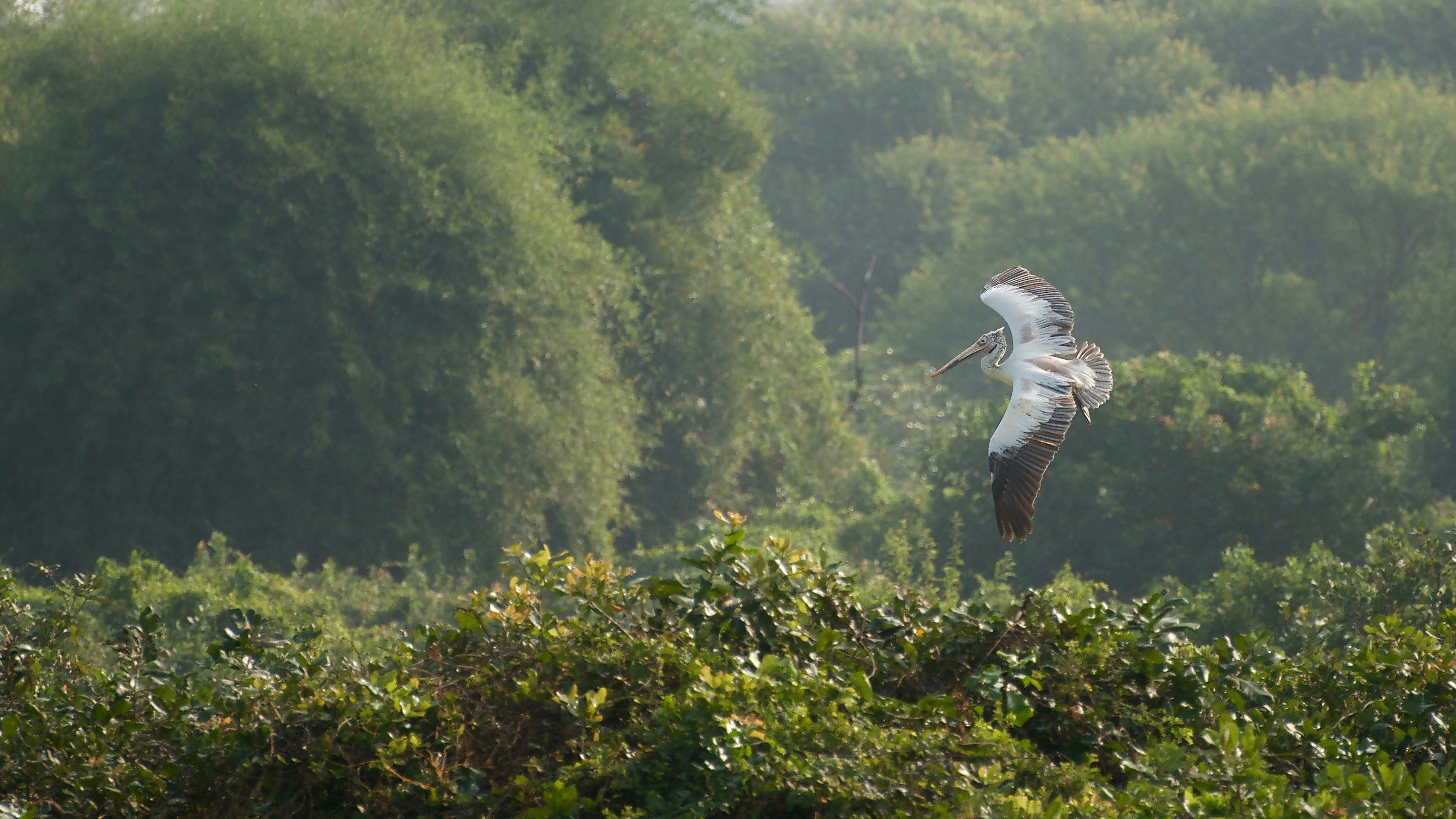 Winged Takeoff Over Verdant Edge
