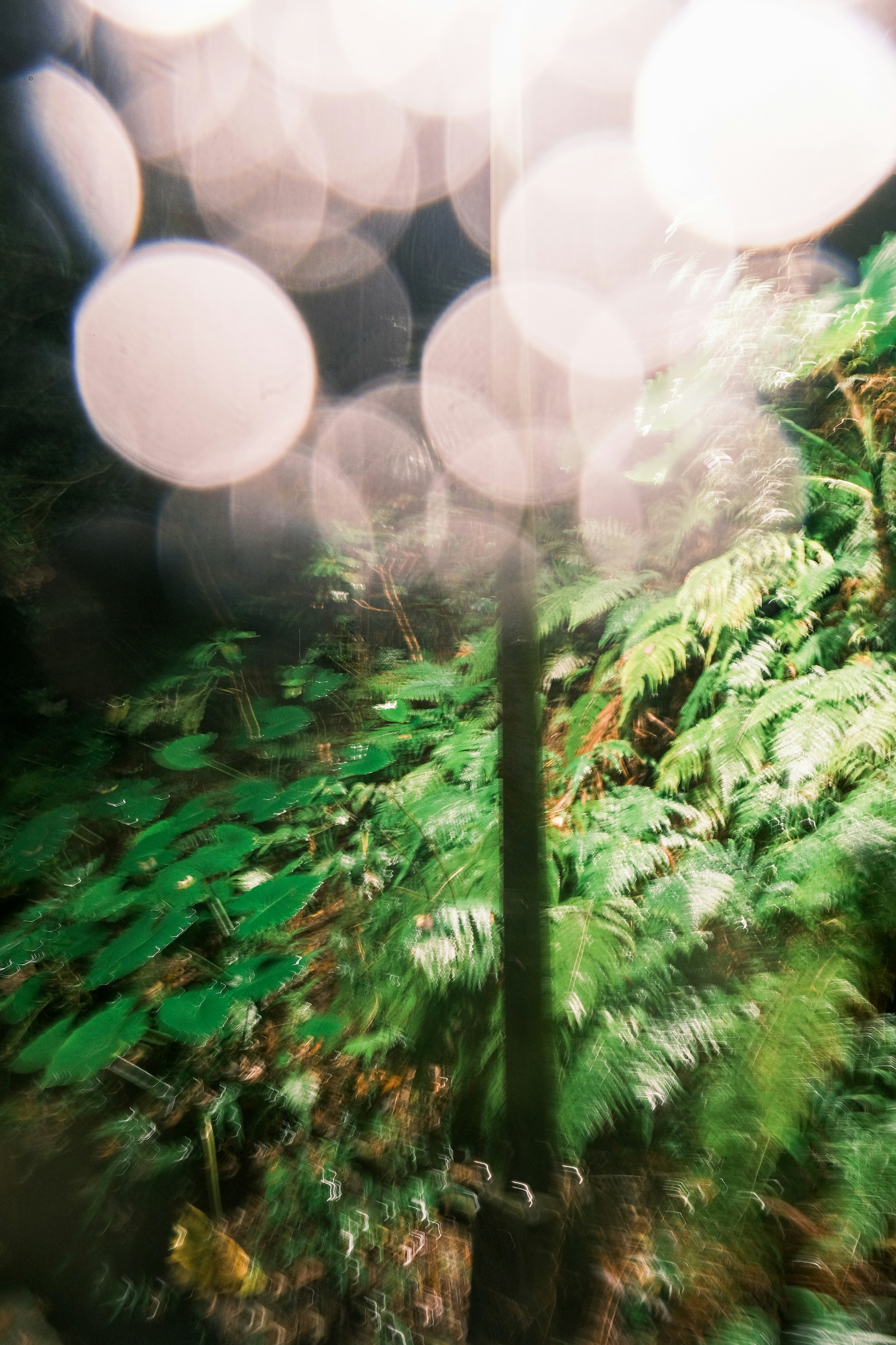 Soft bokeh circles melt over a lush green understory, with a central vertical stem guiding the eye through a blurred, intimate forest scene.