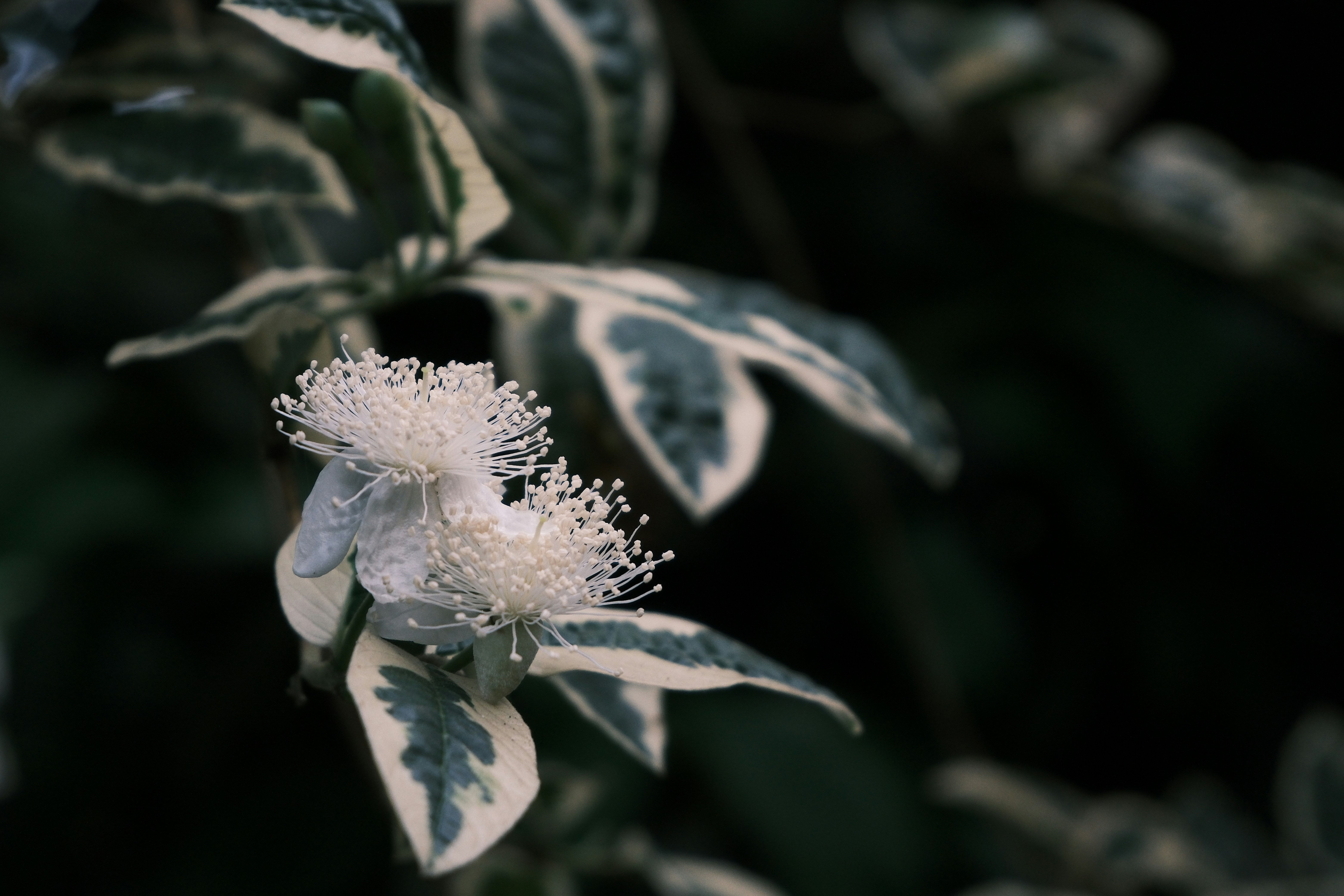 Whispering Bloom: The Soft Light of a Delicate Muse