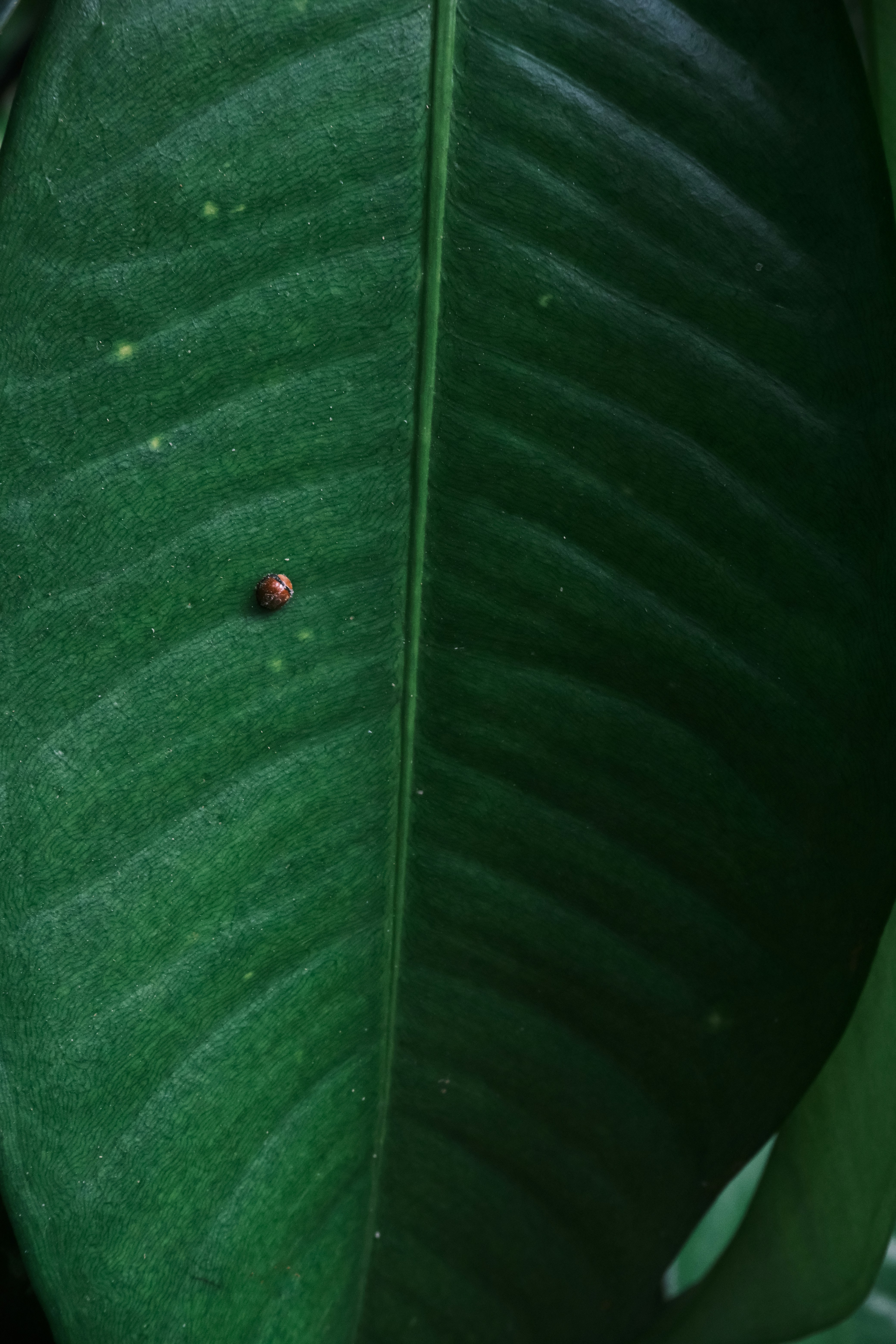 A single red speck on a textured tropical leaf