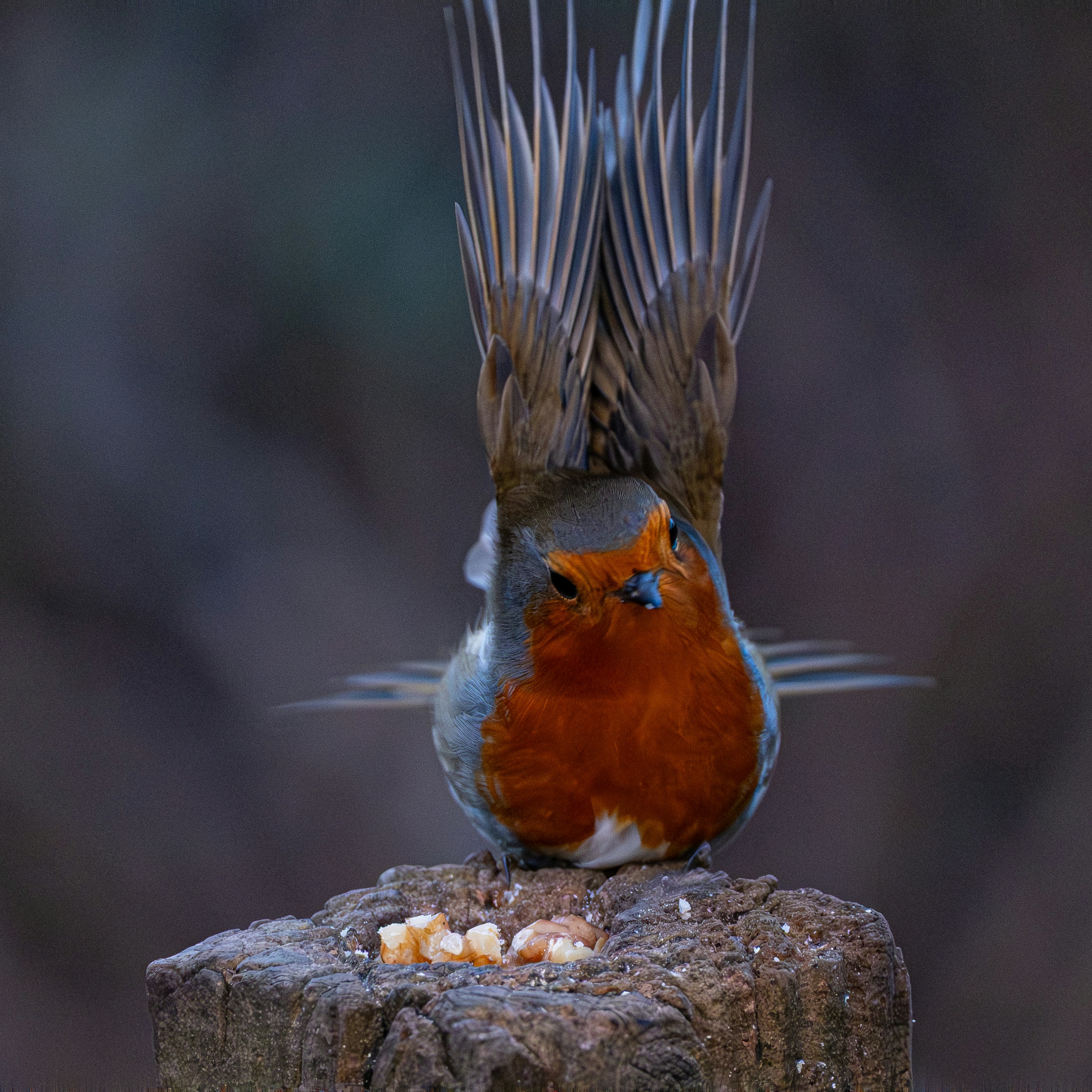 A robin bird perched on a wooden post eating seeds photo – Free Animal ...