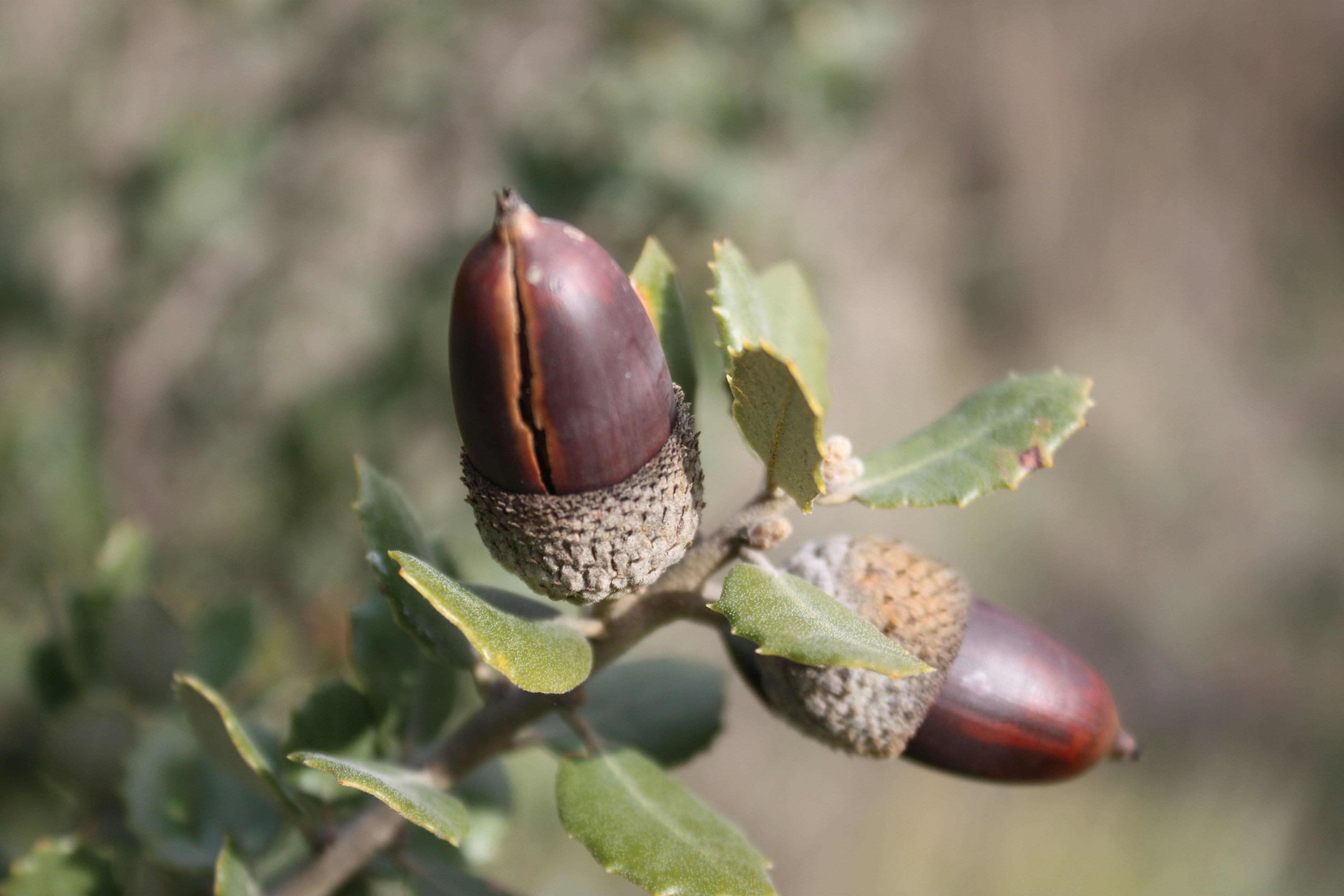 Crimson Chestnut in Focus: A Bursting Pod on a Quiet Branch
