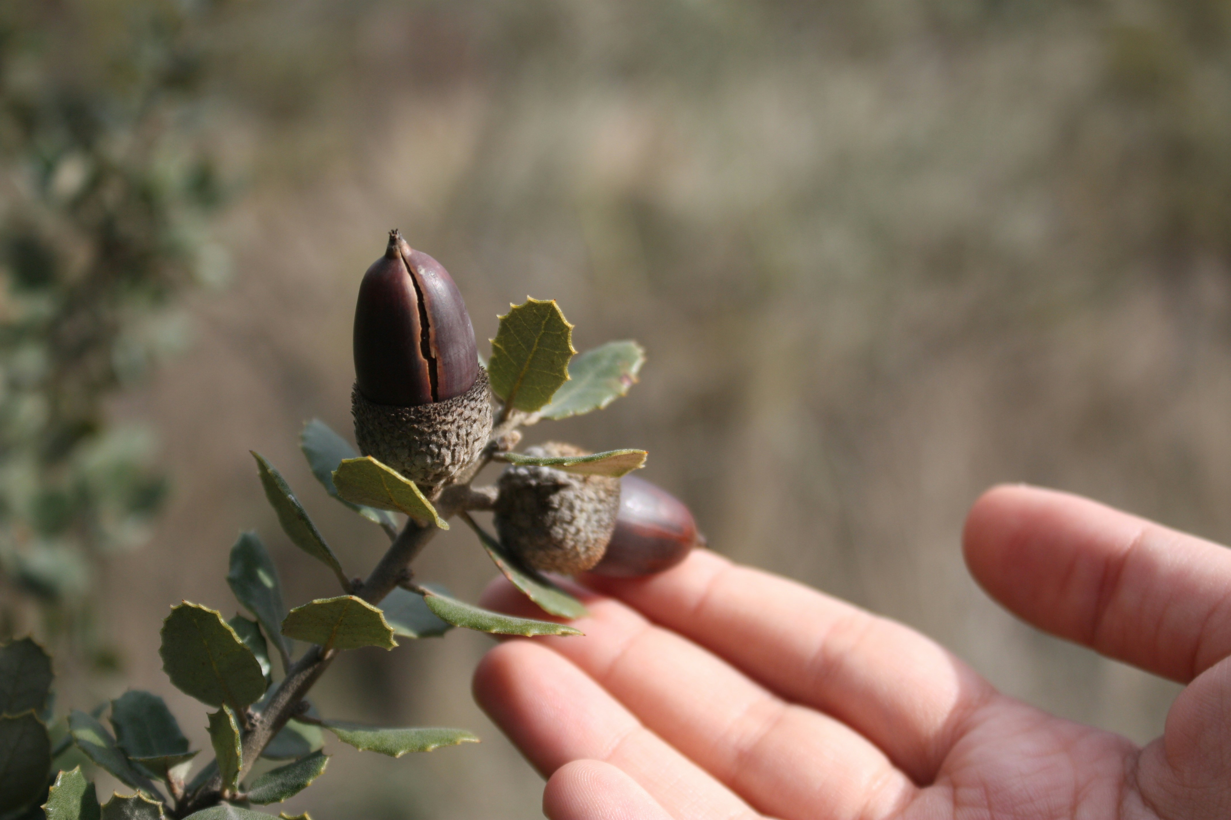 Acacia Seed Pod and Gentle Hand