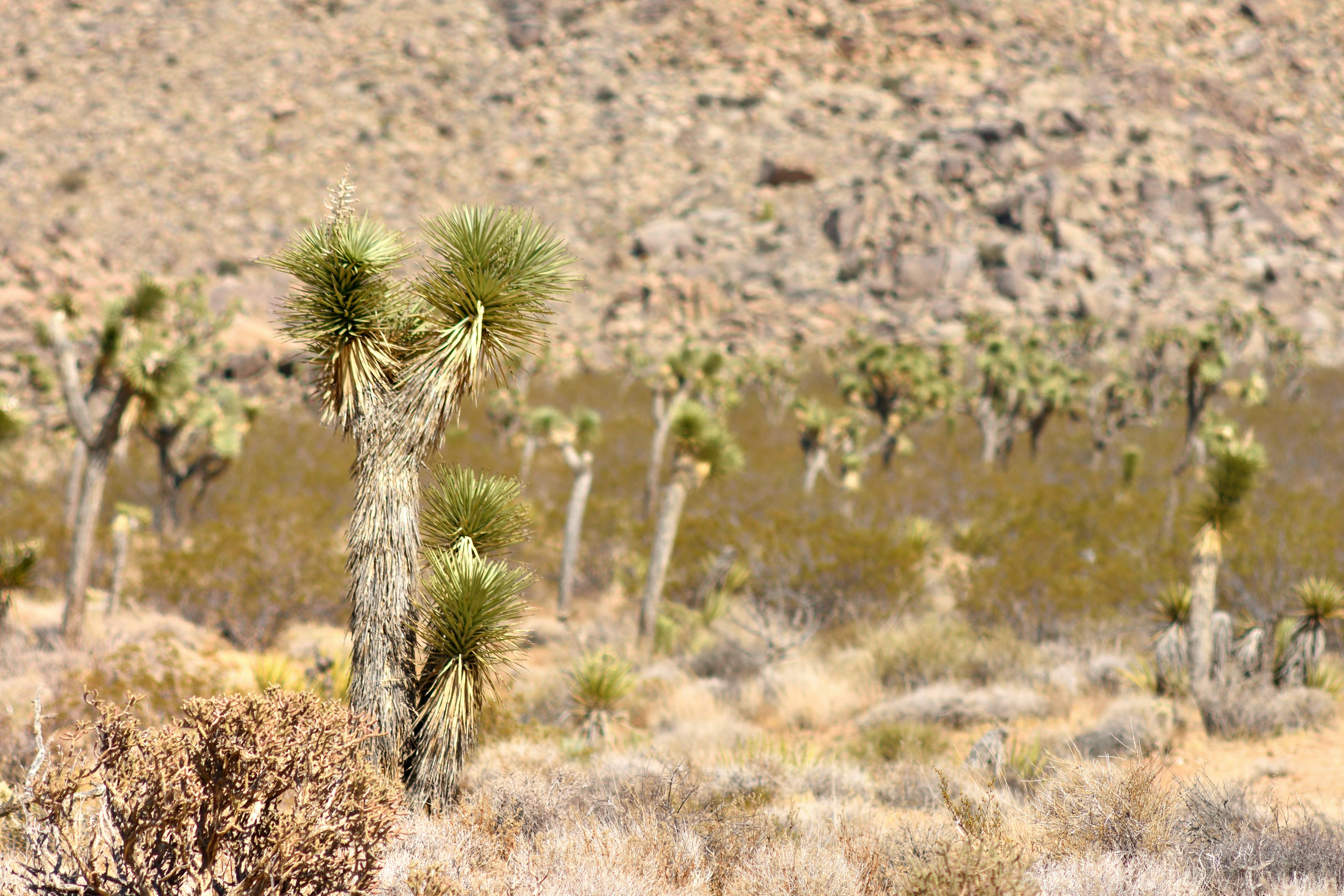 Desert Sentinel: Joshua Trees Against a Pebbled Slope