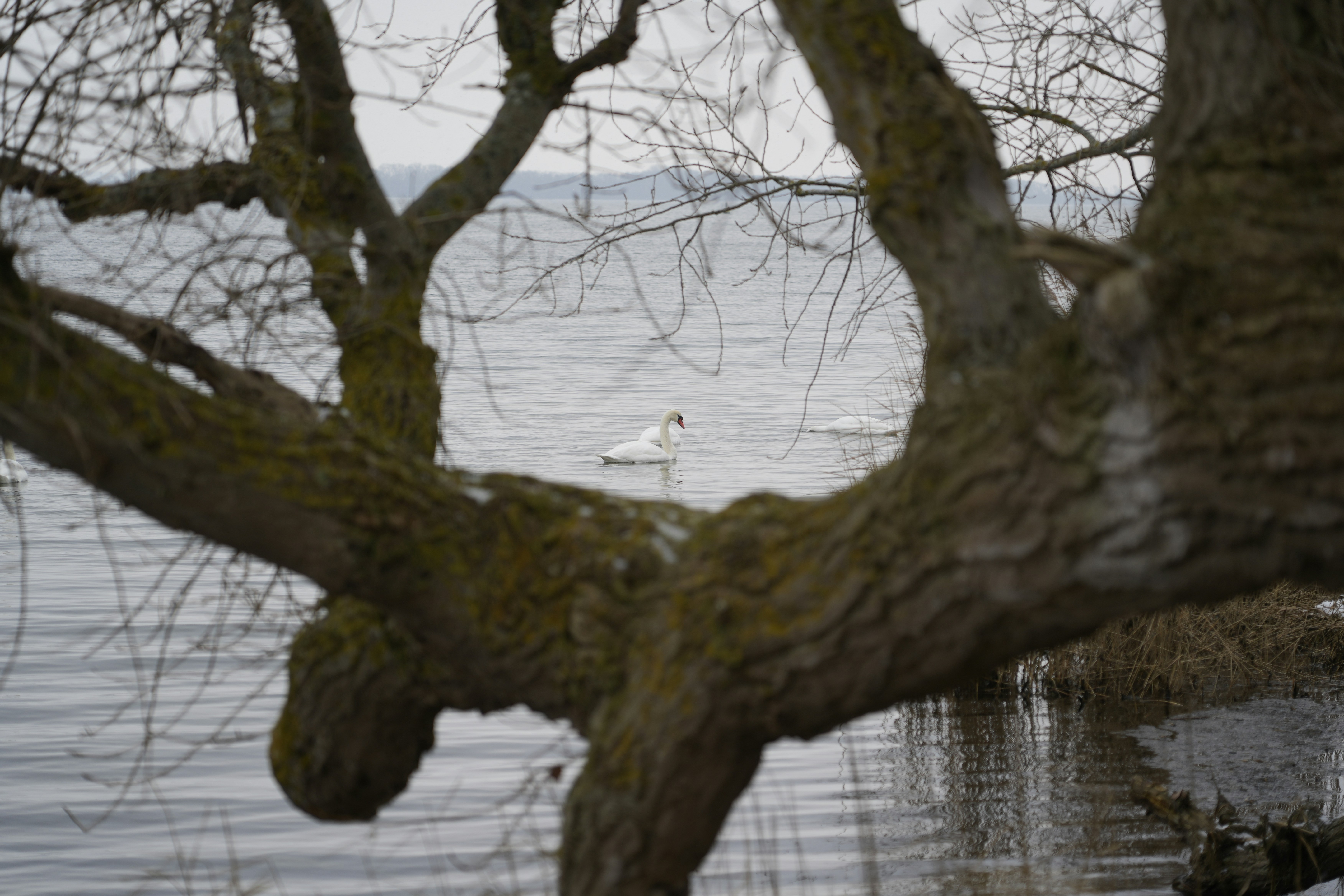 Swan Beyond Gnarled Limbs: Quiet Moment on the Lake