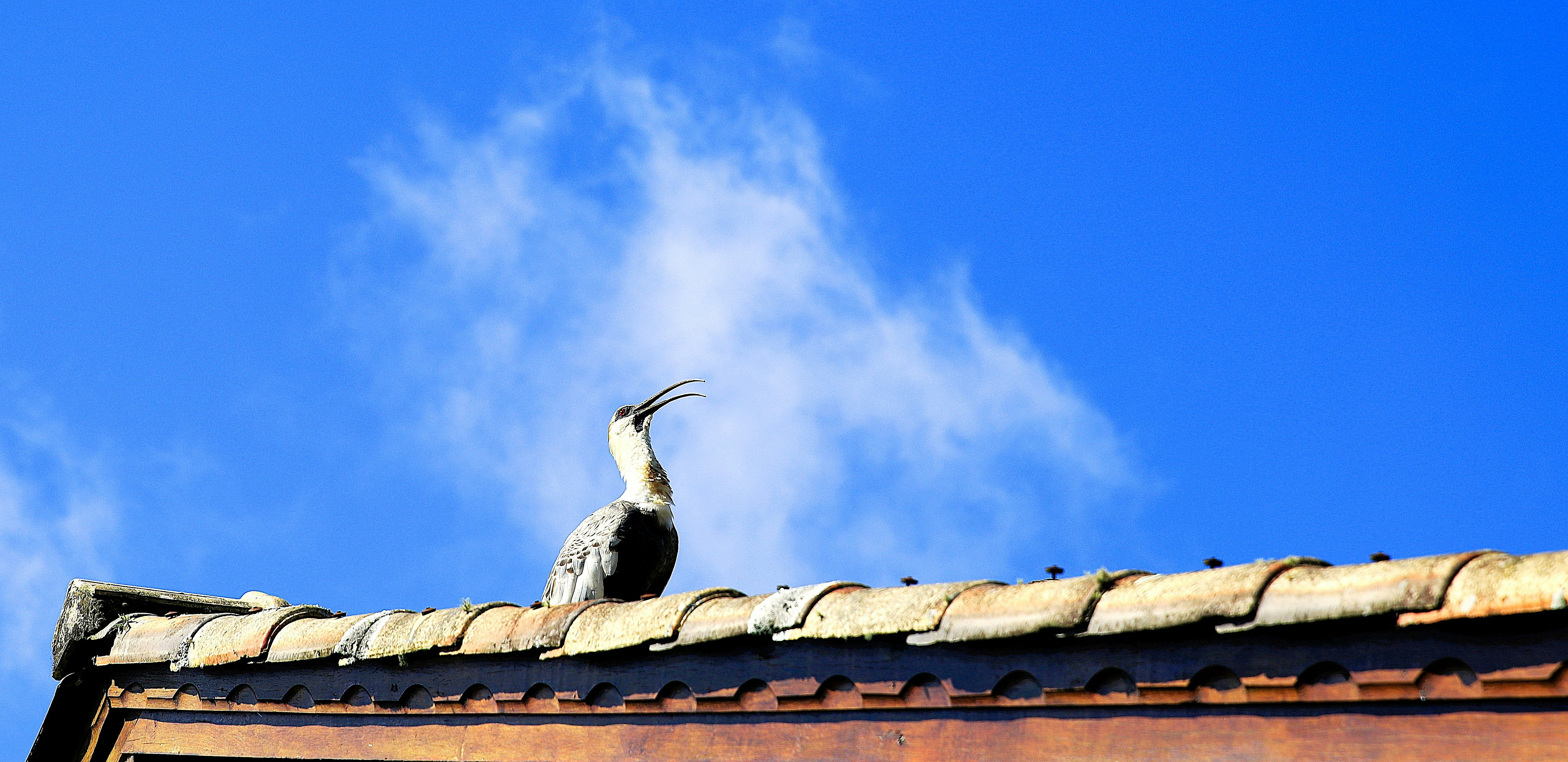 Rook on the Tile Ridge: A Seabird’s Quiet Call at High Noon