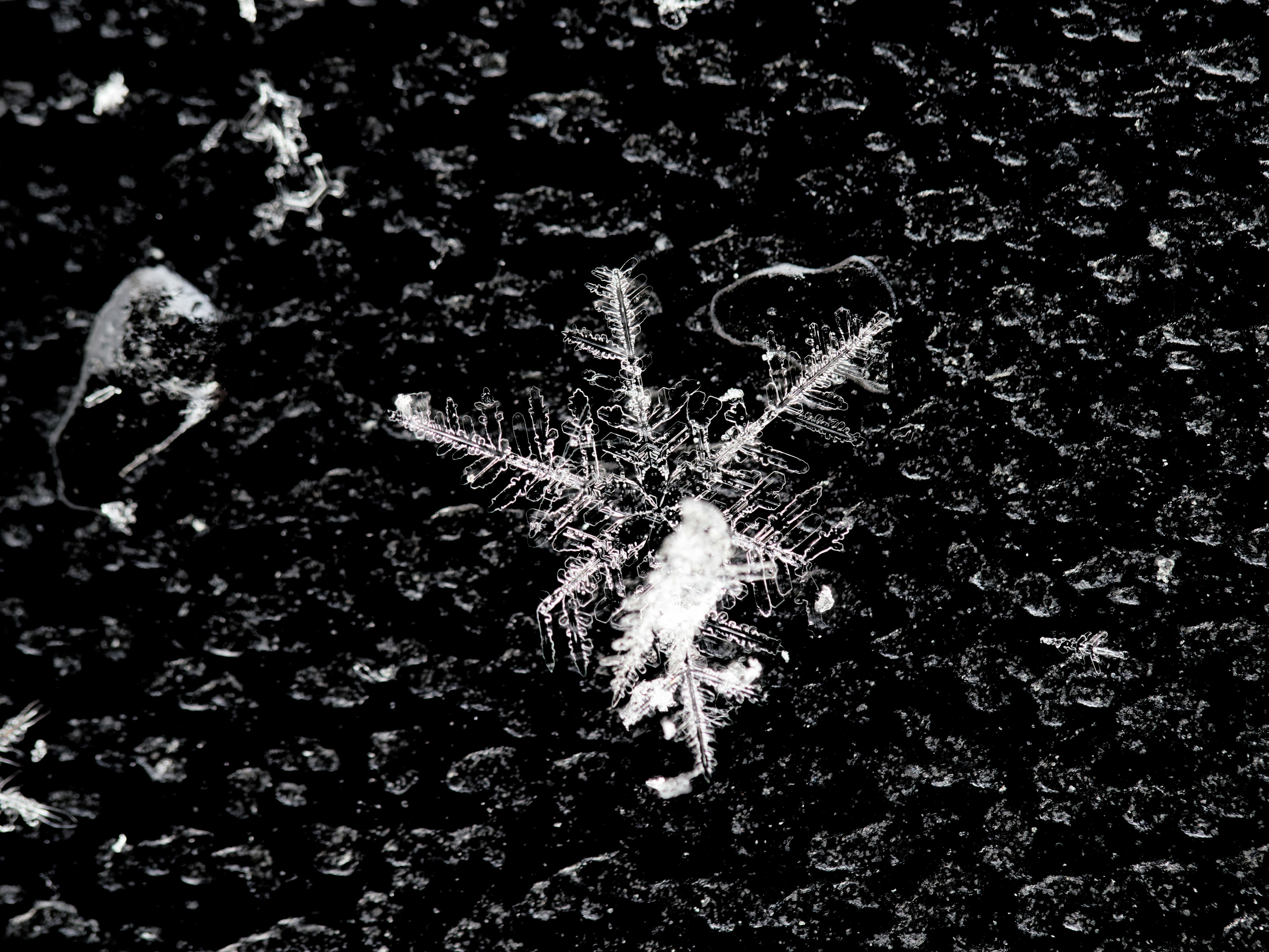 Frosted Star: a delicate ice crystal resting on a dark overlay