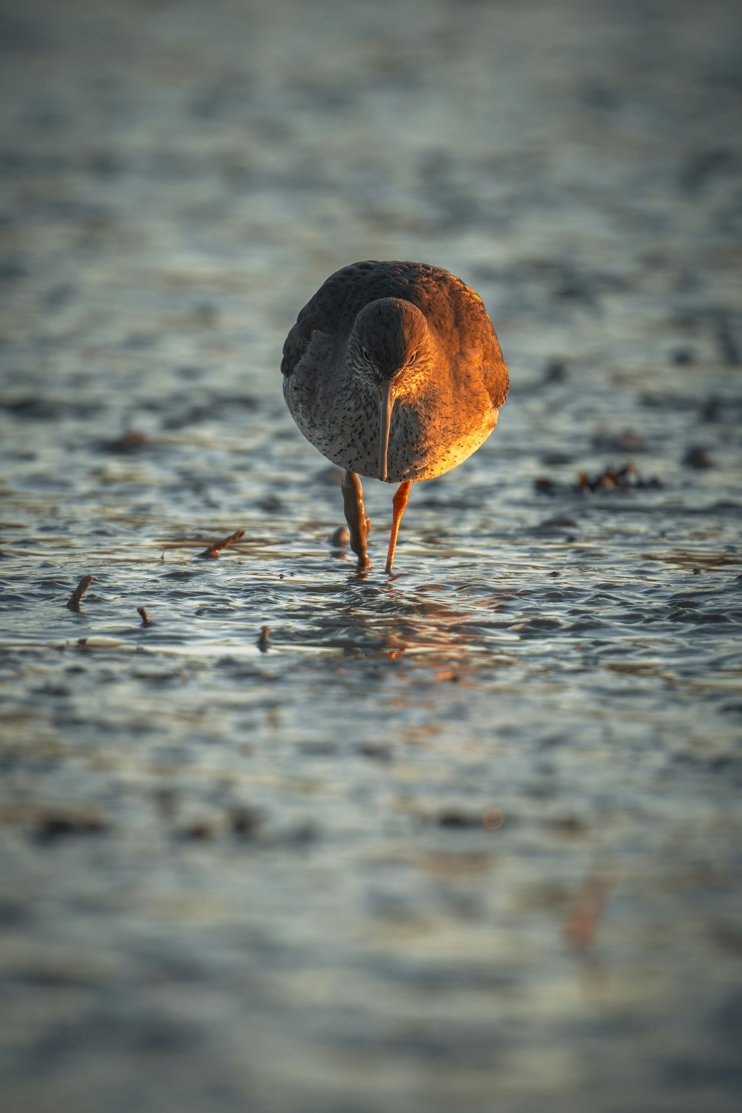 Sunlit Wader in Shoreline Stillness