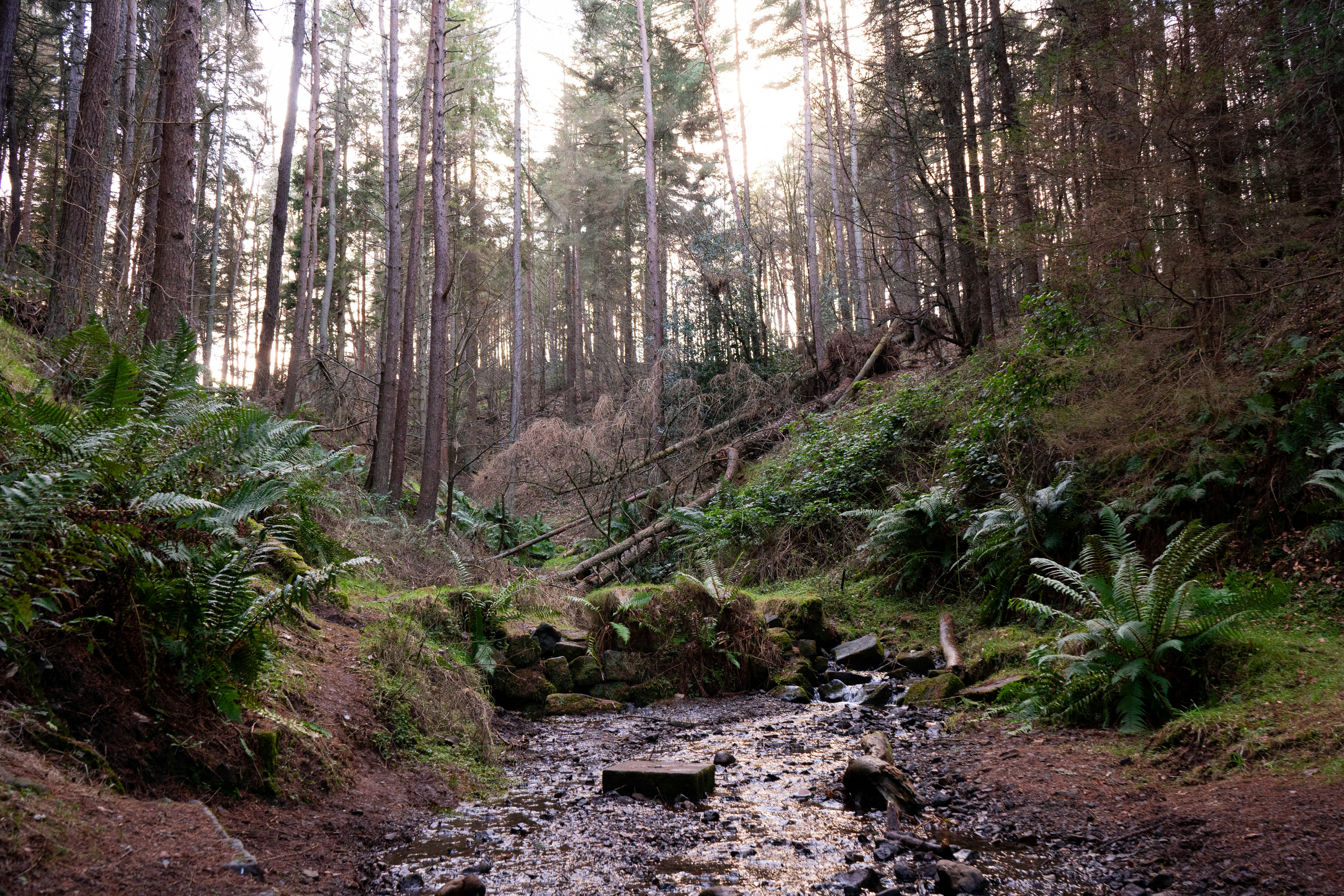 Forest Creek Amid Ferns and Echoing Pines