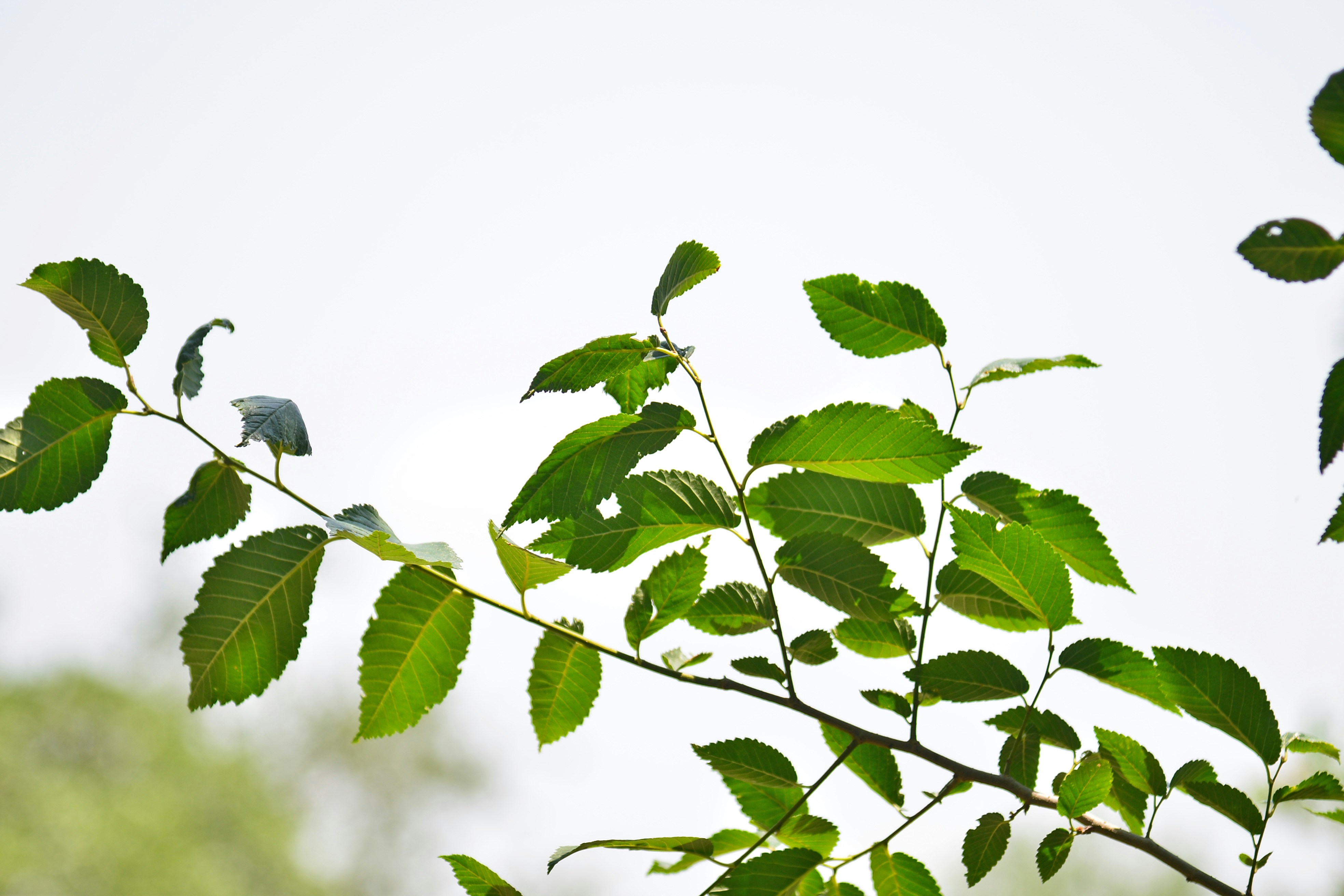 Branching Green: A Sunlit Vein of Leaves Against a Soft Sky