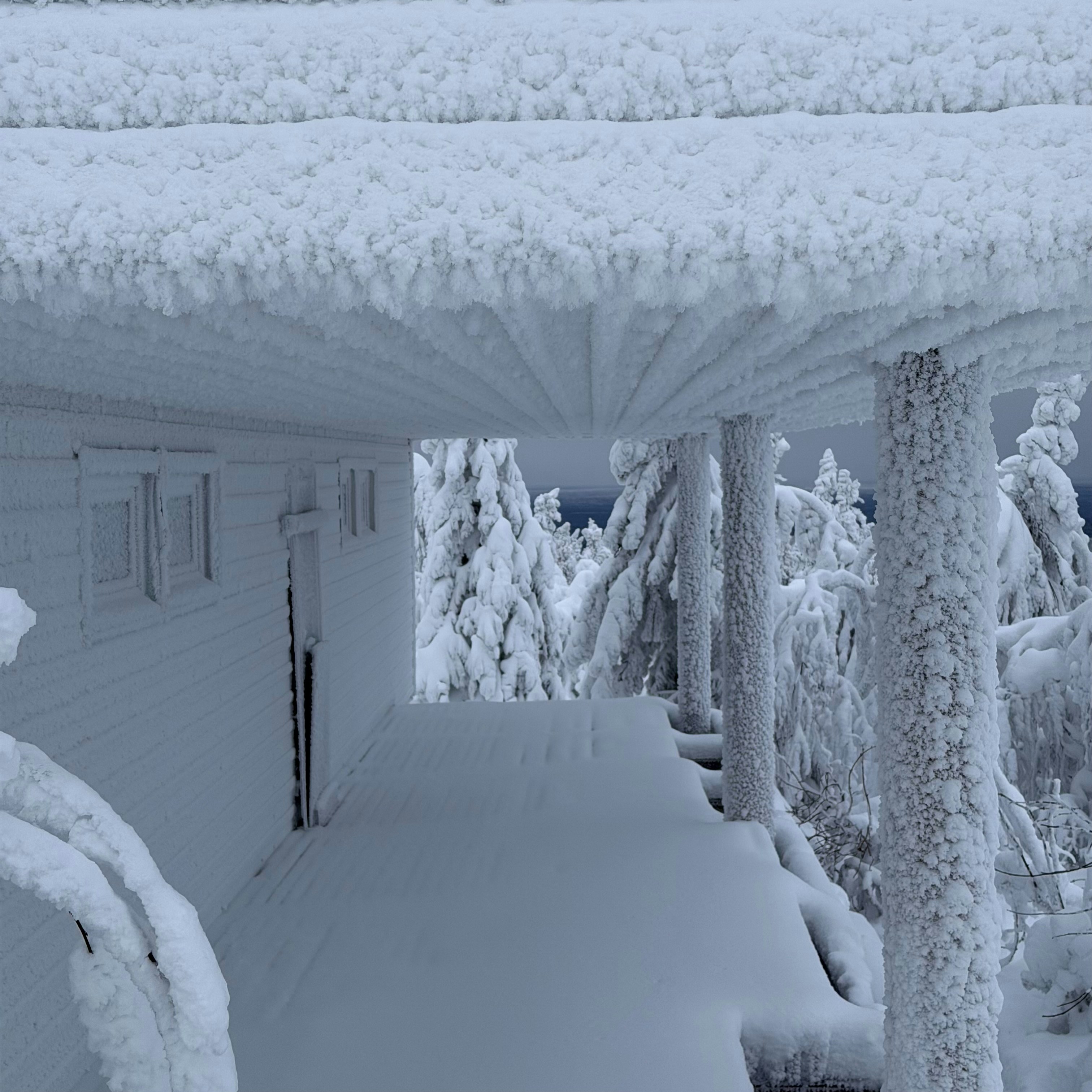 Snow-Capped Corridor Under a Frosted Canopy