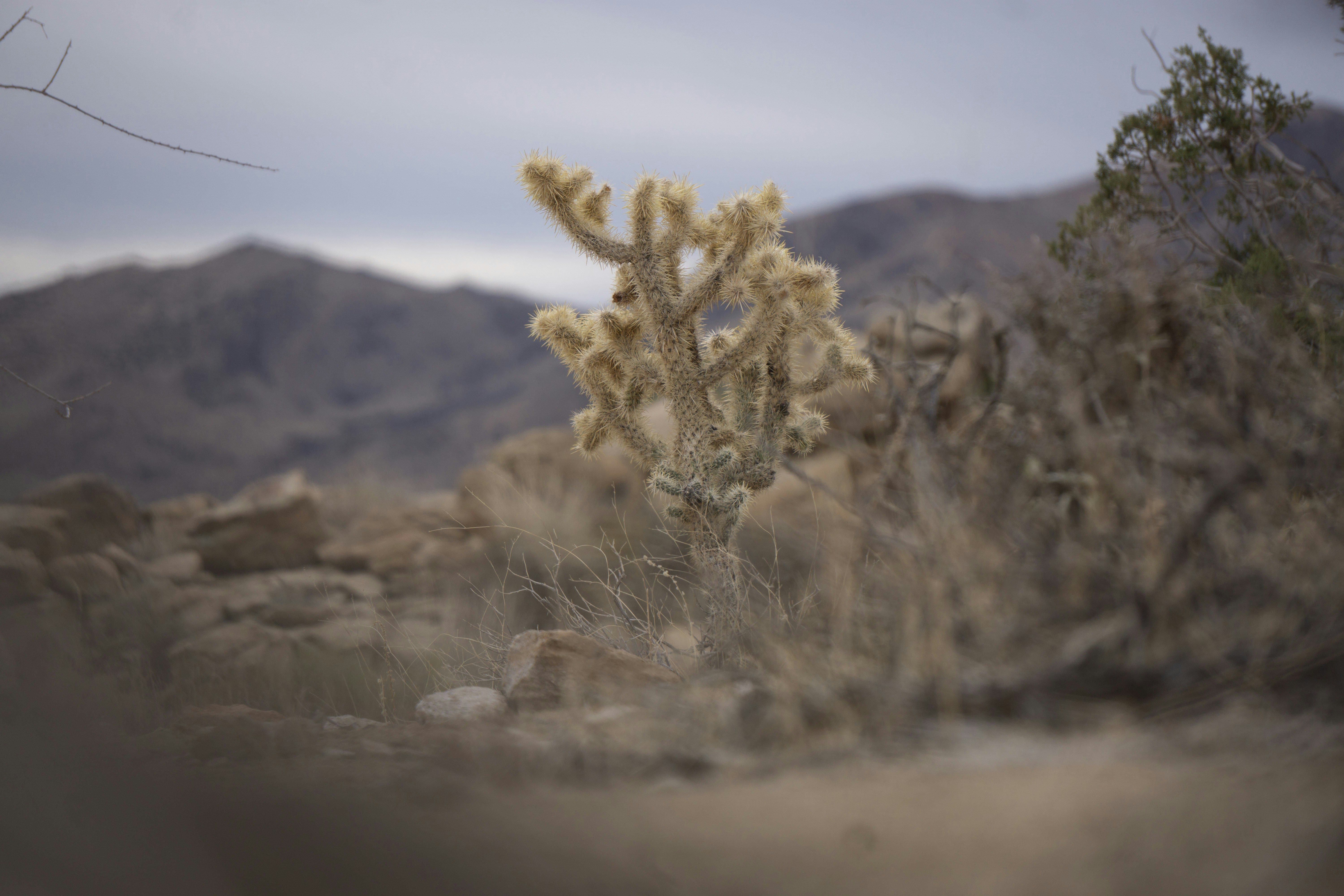 Desert Cactus in Soft Focus Basin