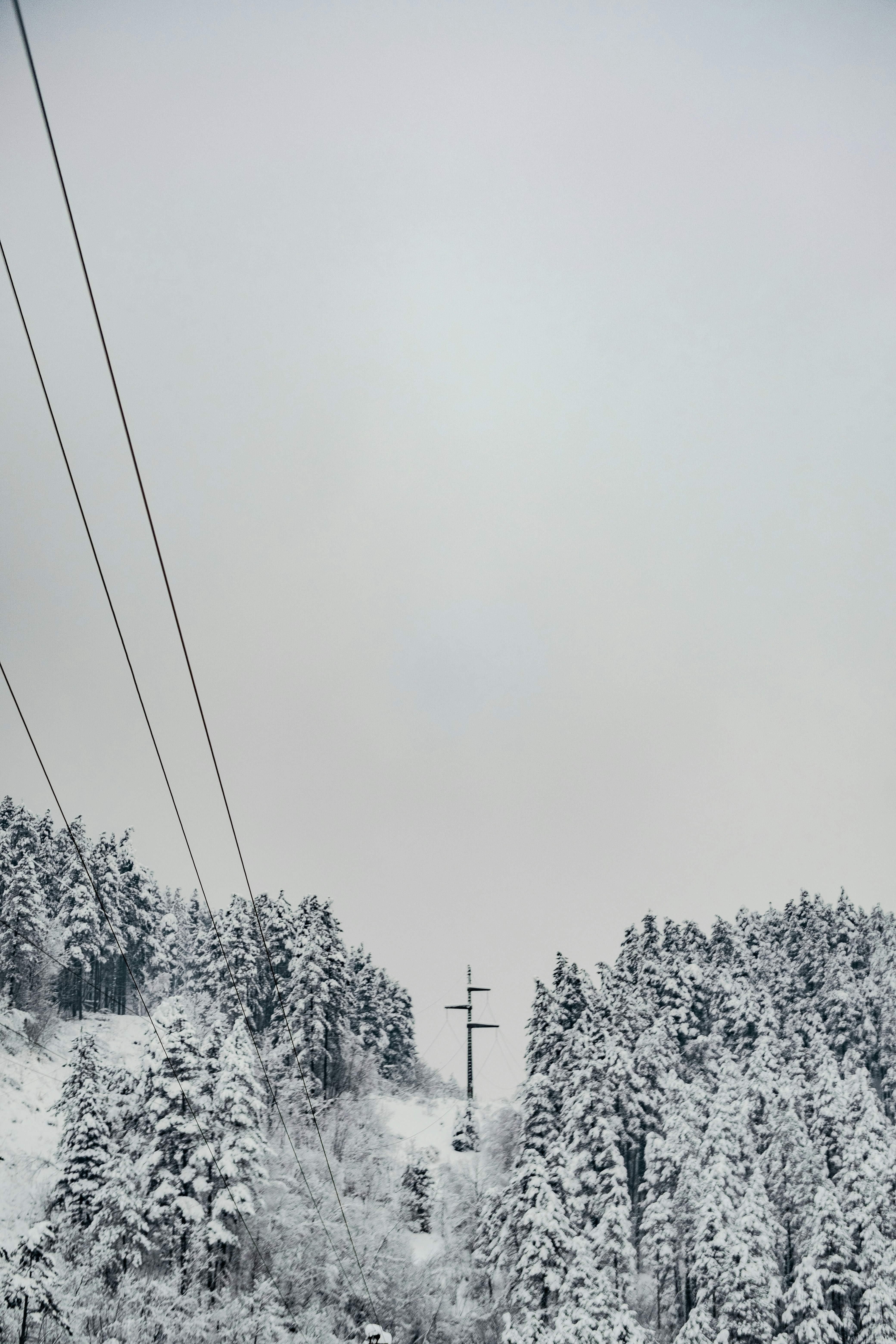 Powdered Pines Under a Quiet Winter Sky