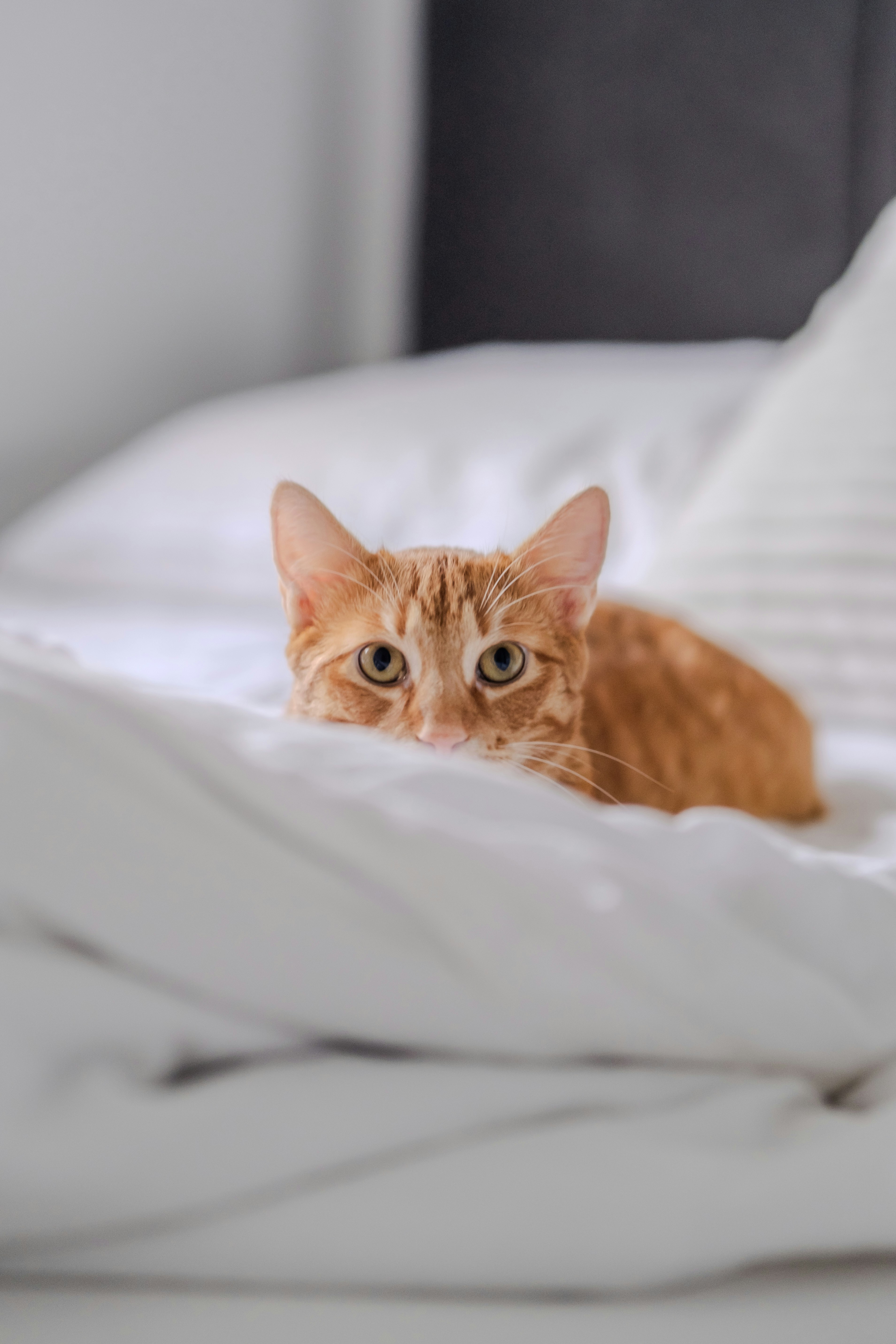 Hidden Guardian on White Sheets: Ginger Cat Peeks Over the Bed Edge