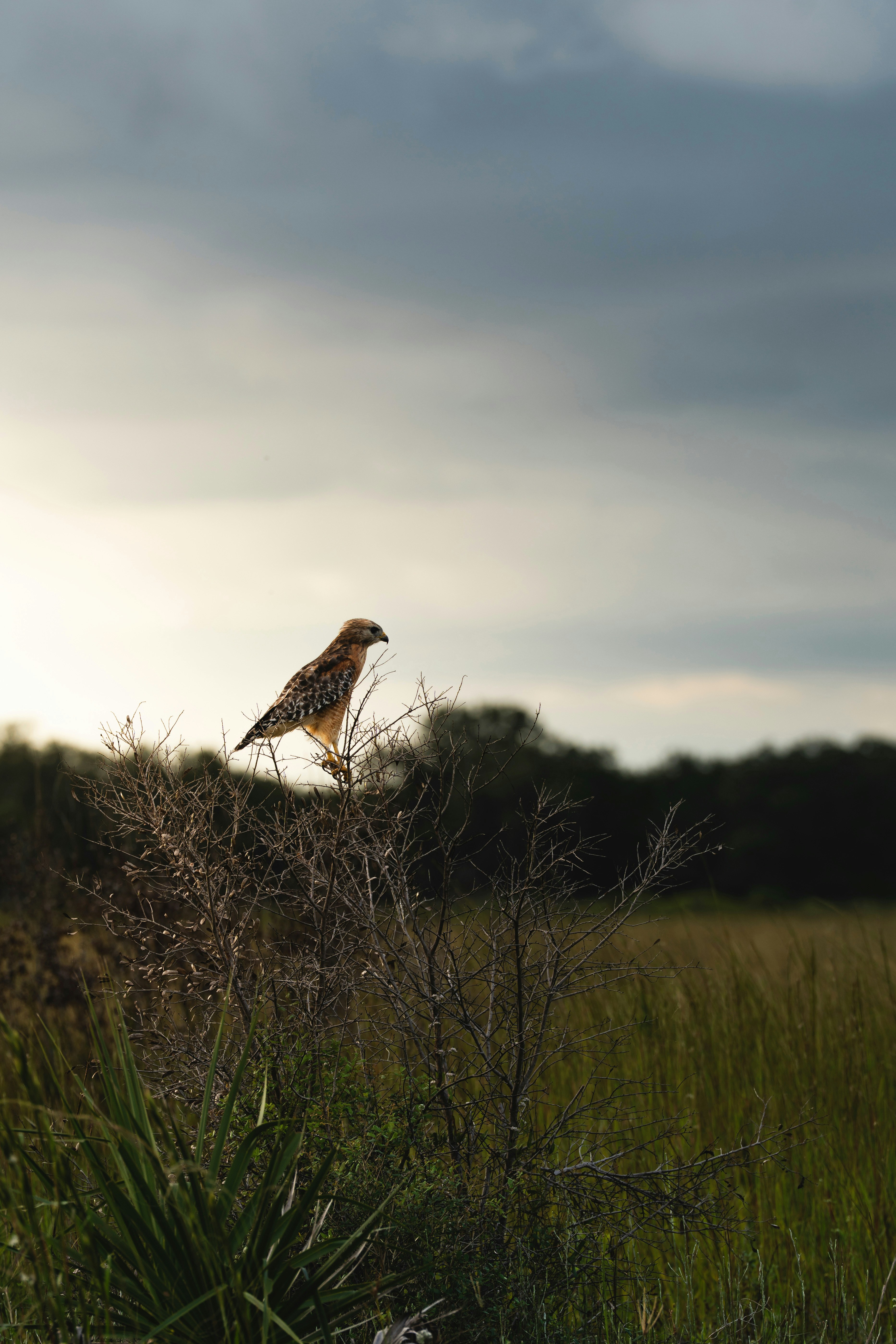 Rover of the Reeds: A Songbird perches against a moody marsh