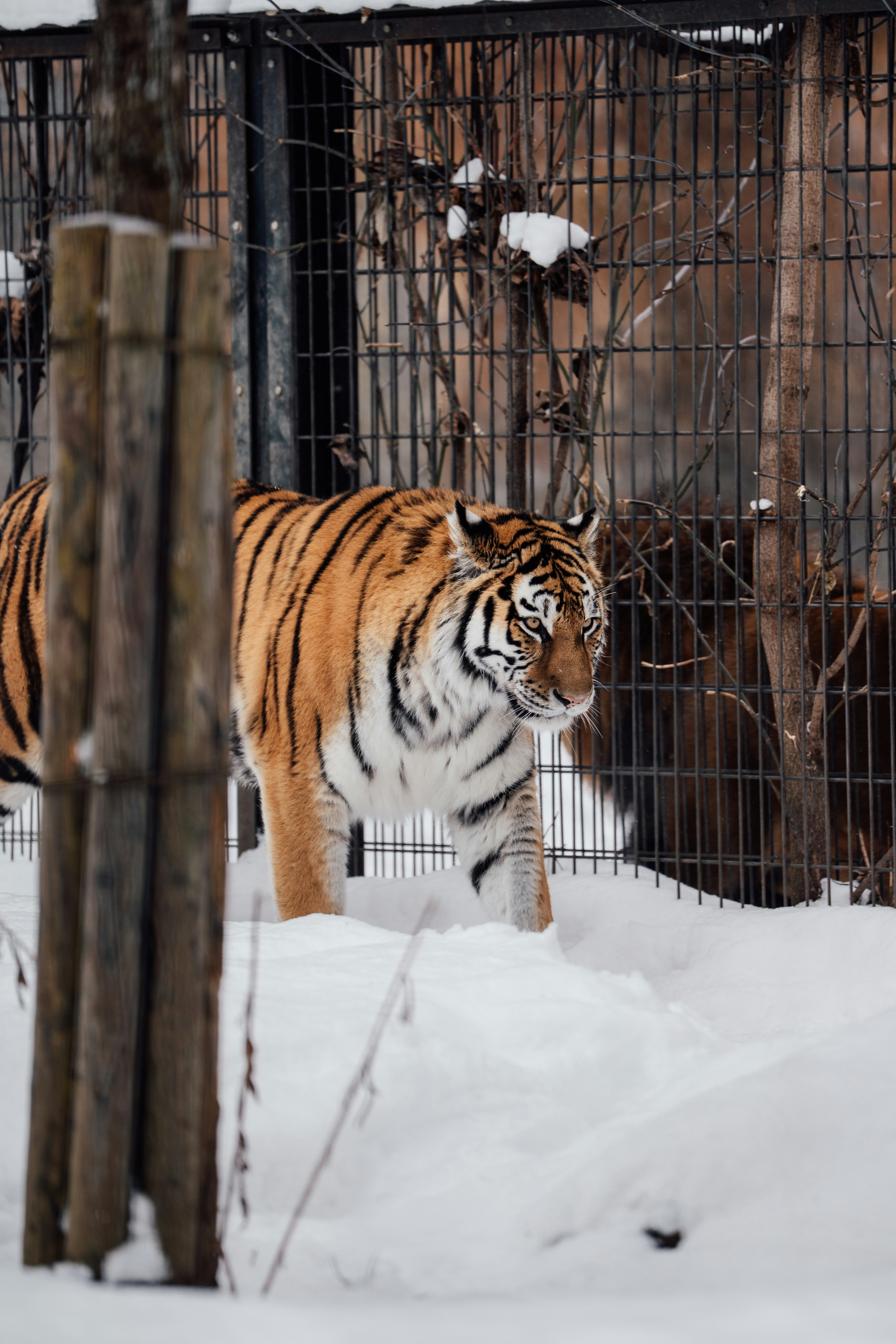 Photo by Josip Ivankovic with Sony Alpha 7 IV