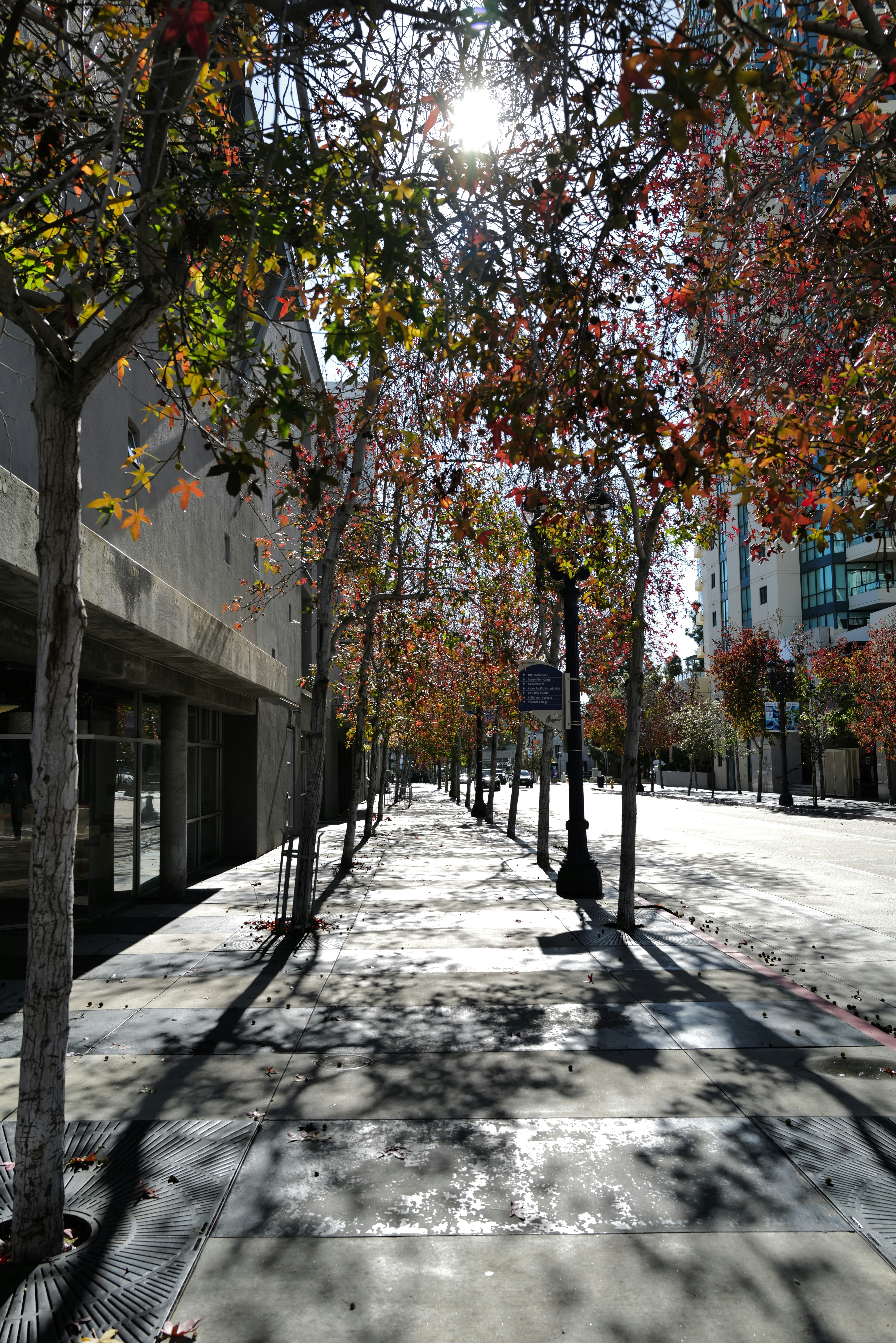 Sunlit Alley in Autumn: A Row of Trees Frames the Urban Path