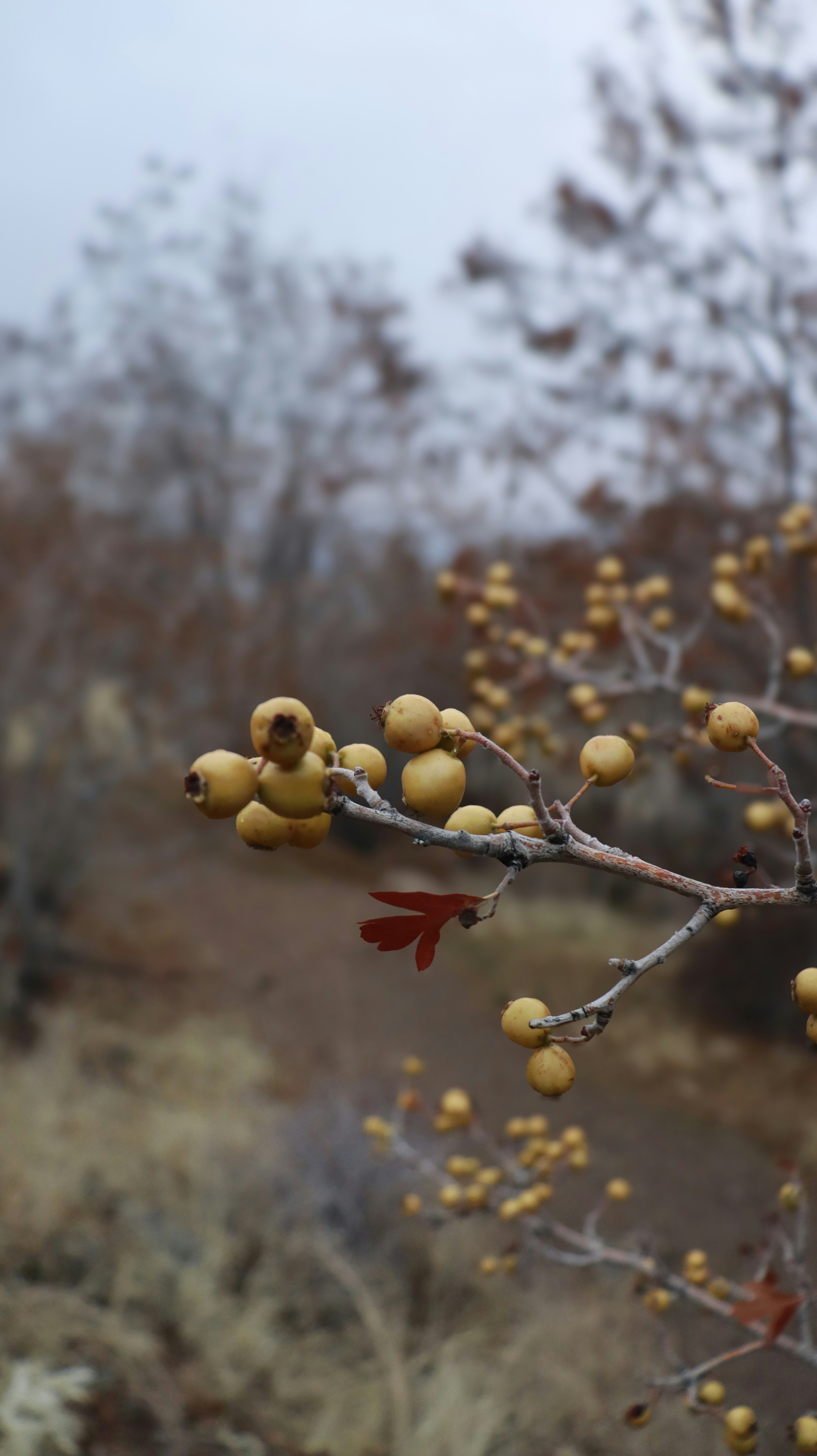 Scarlet Leaves Among Winter Berries