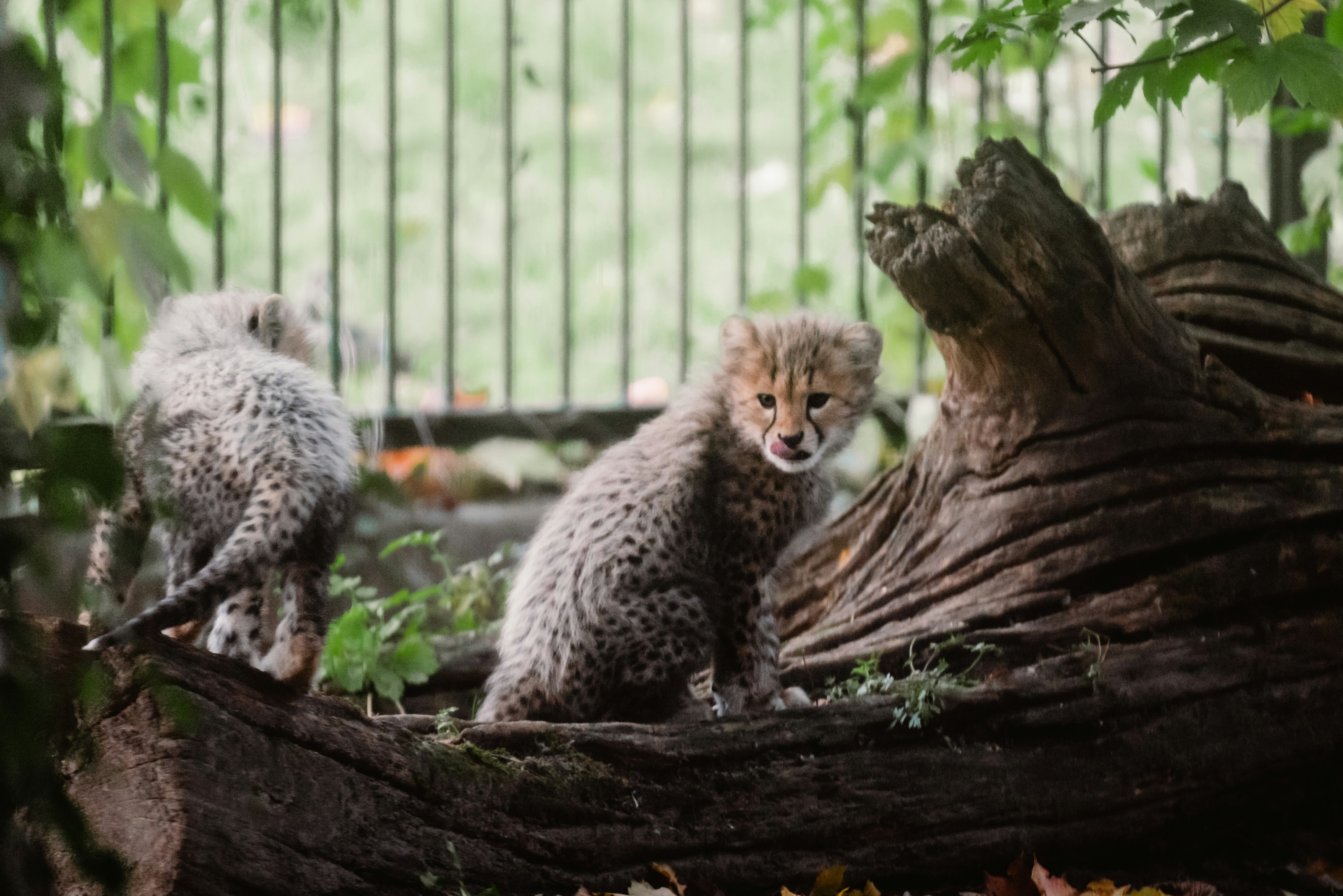 Curious Cubs on a Log: A Corridor of Gentle Giants