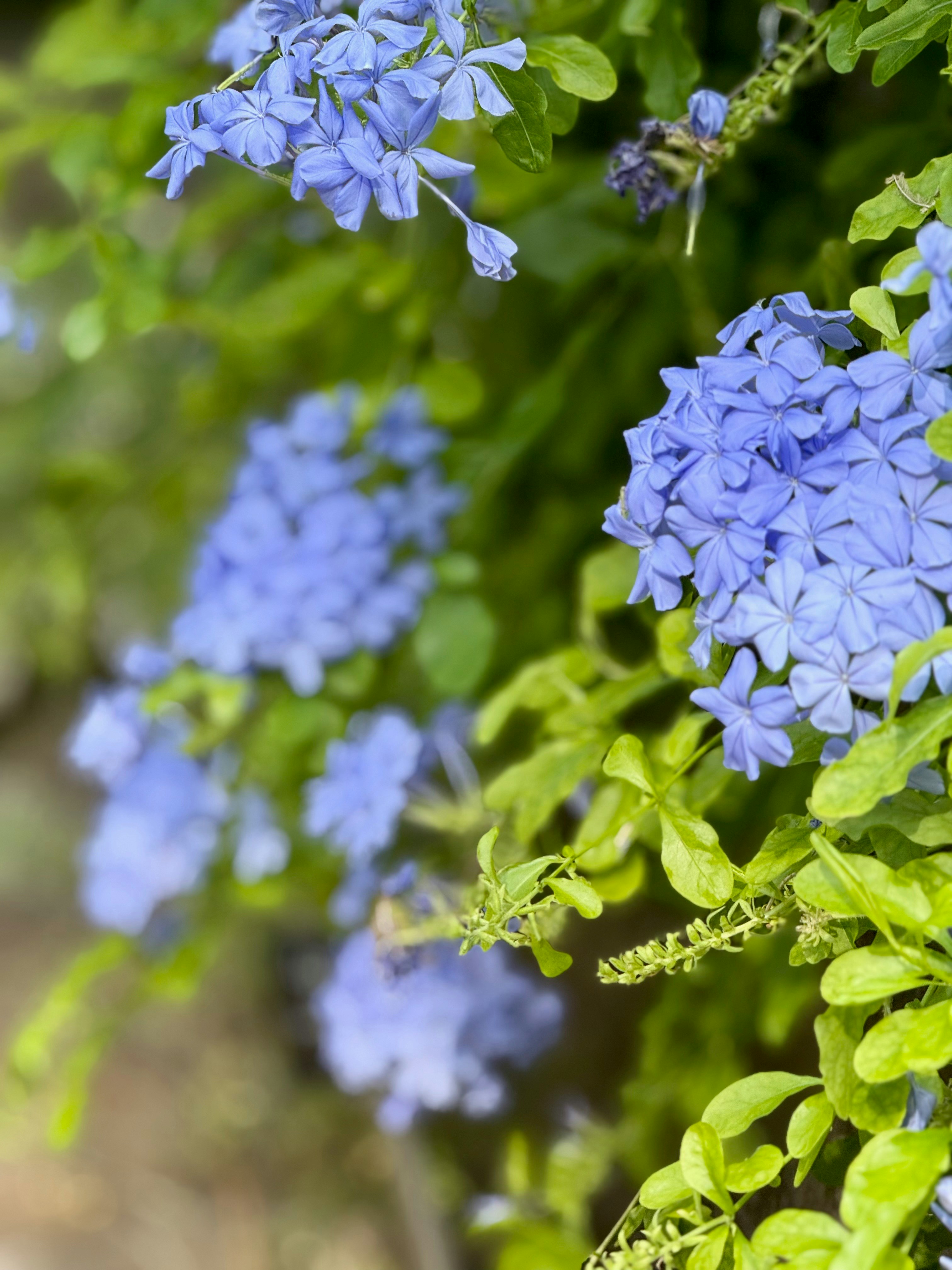 Blue Hydrangea Cascade Framing in Sunshine