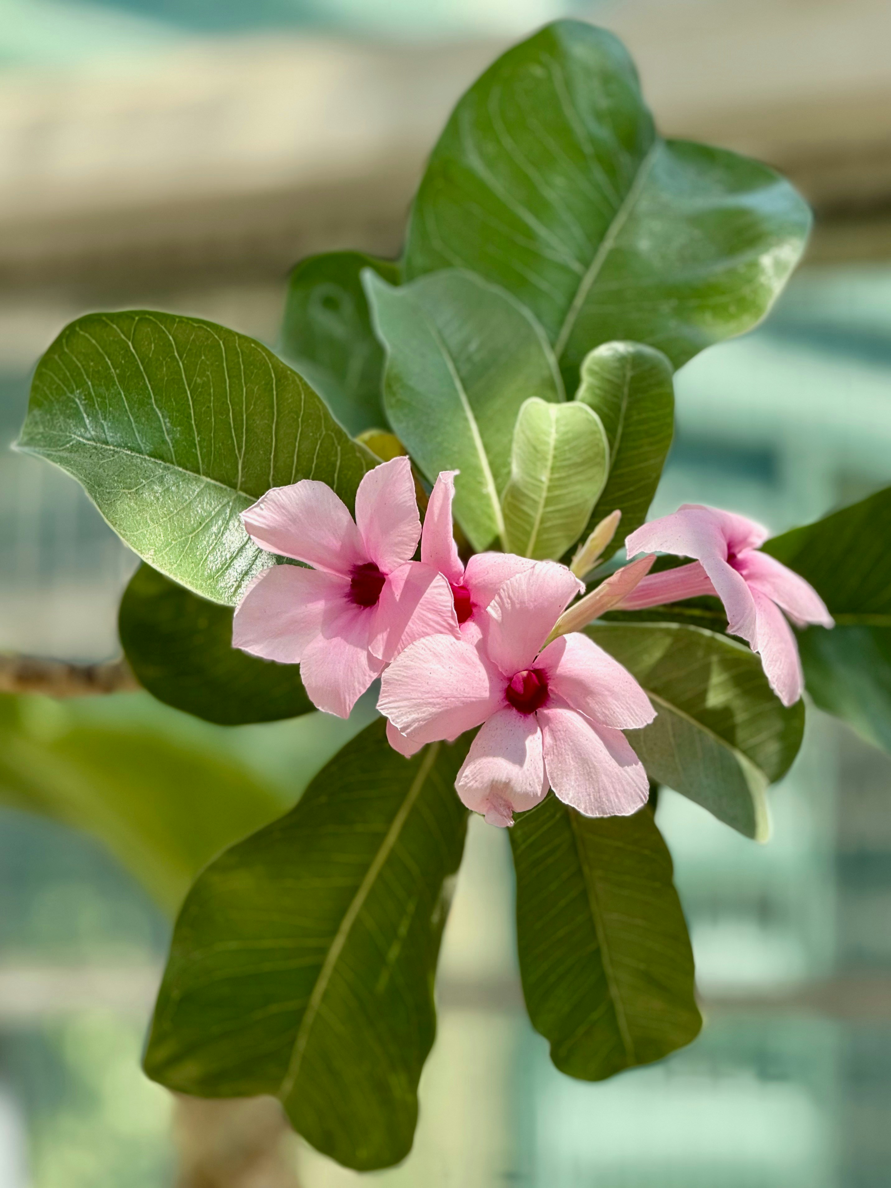 Blush Pink Blossoms in a Sunlit Foliage Frame
