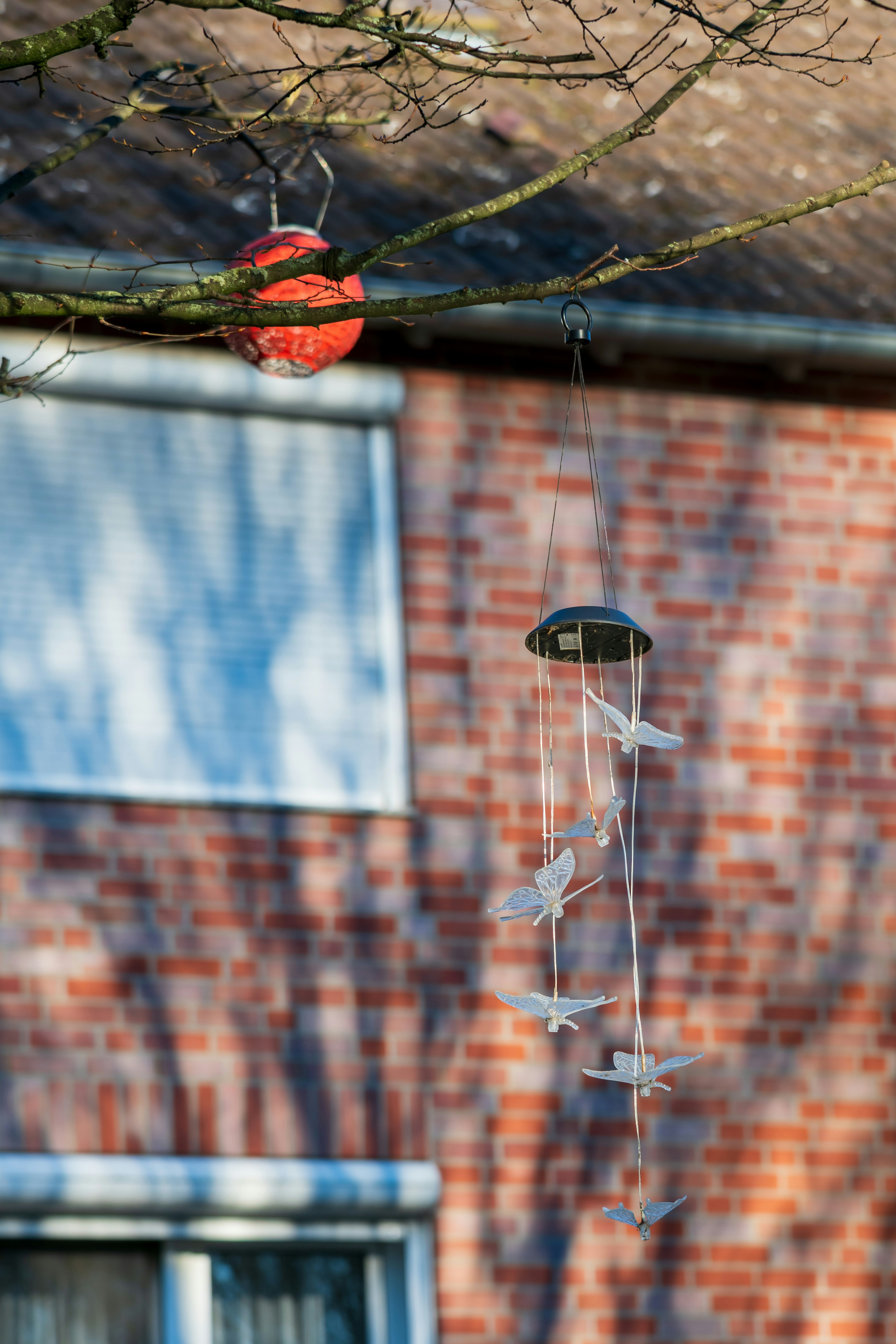 Red Globe and Windcatcher: A Quiet Spin Between branches and Brick