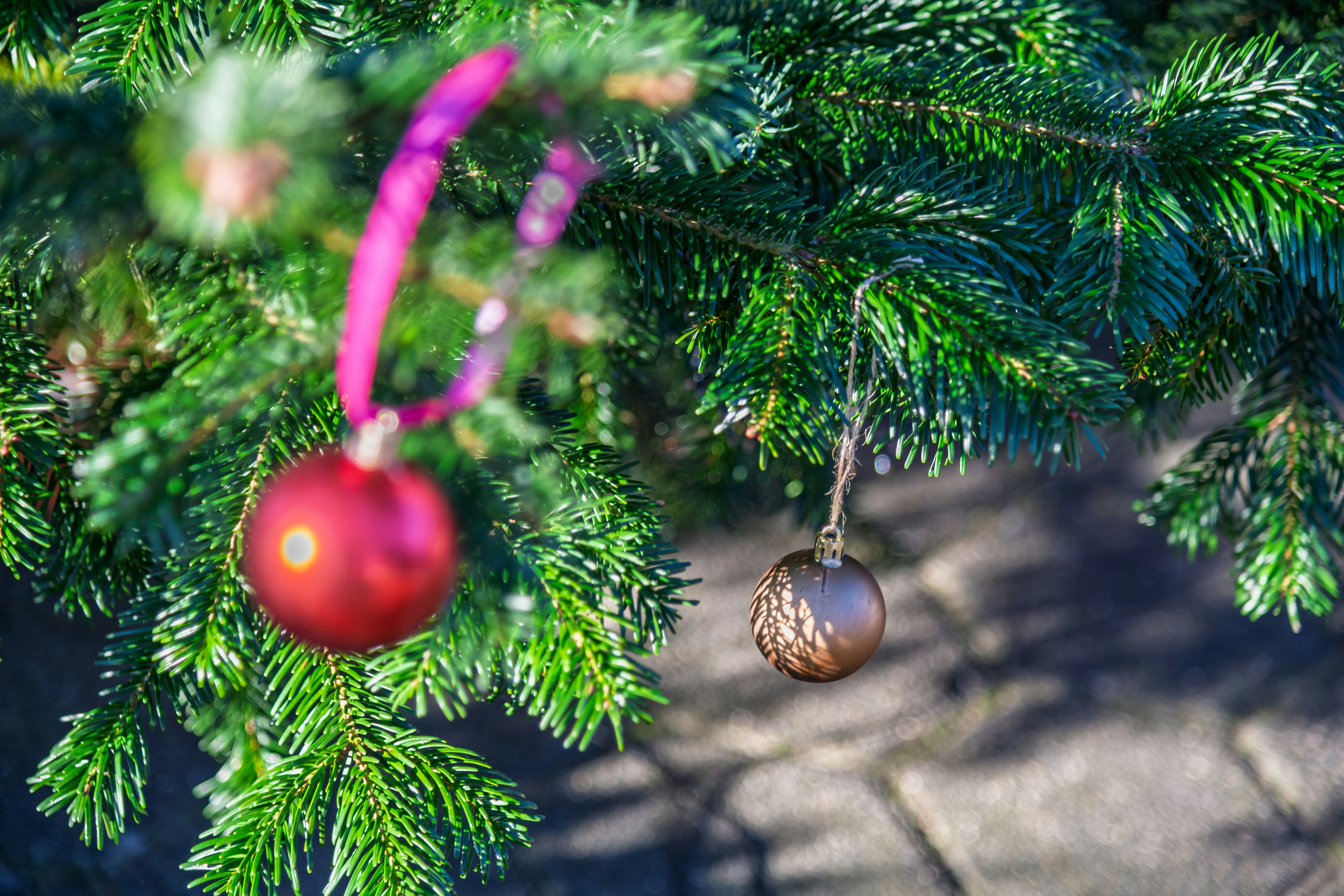 A Pink Ribbon and Bauble Dangle from a Frosty Pine