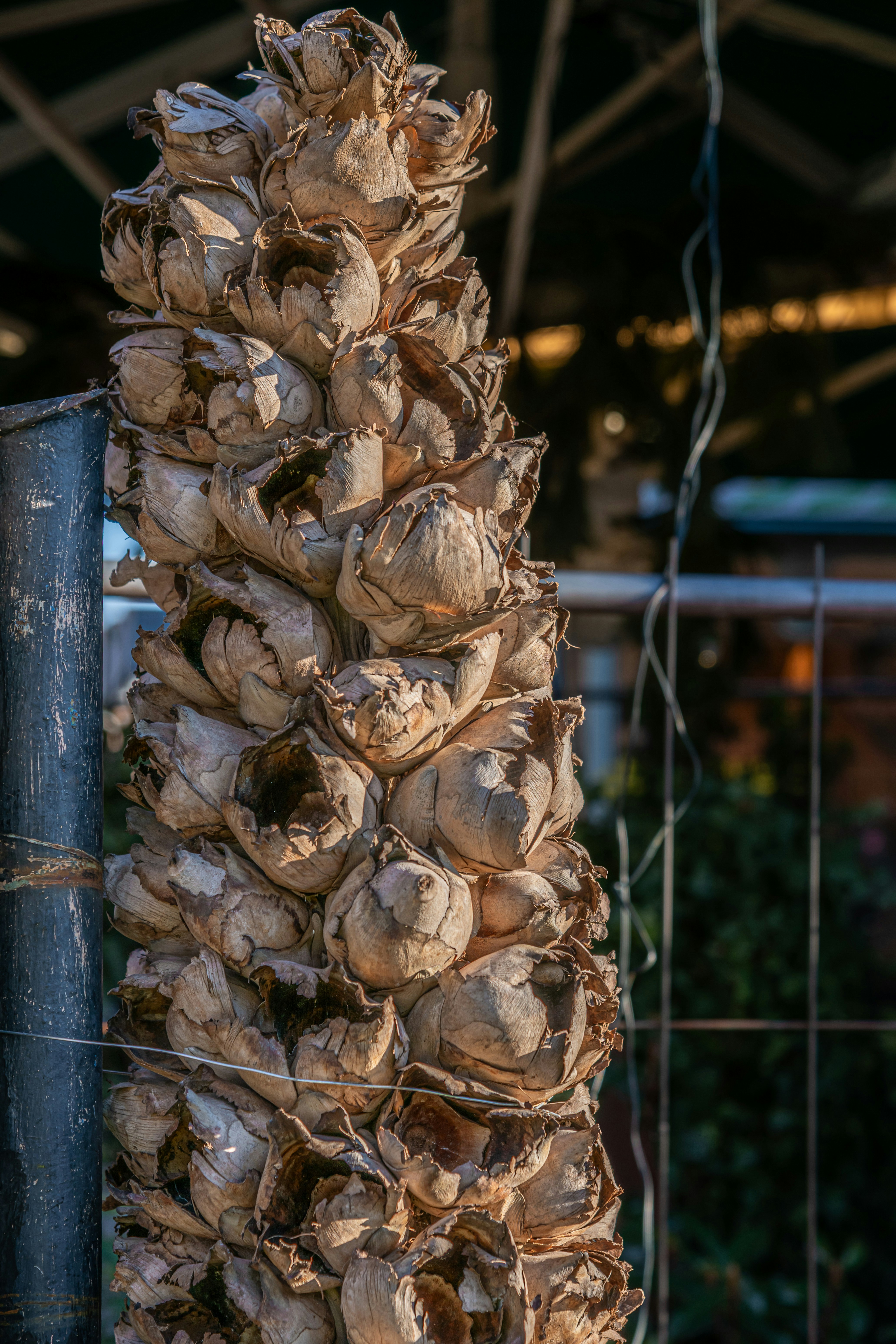 A weathered palm trunk stands tethered by wire under a dim canopy