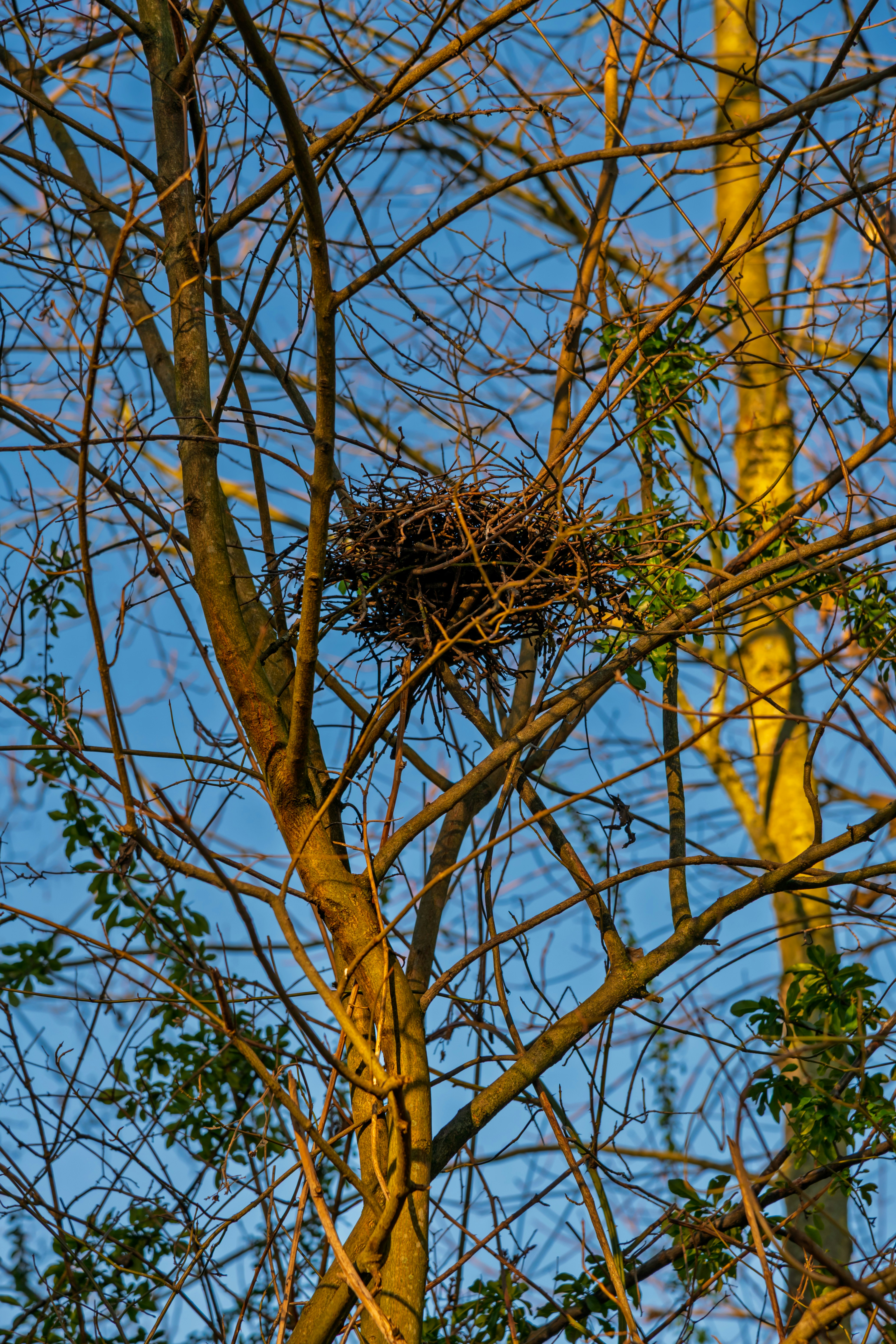 Nest Amid The Golden Branches Under a Cerulean Sky