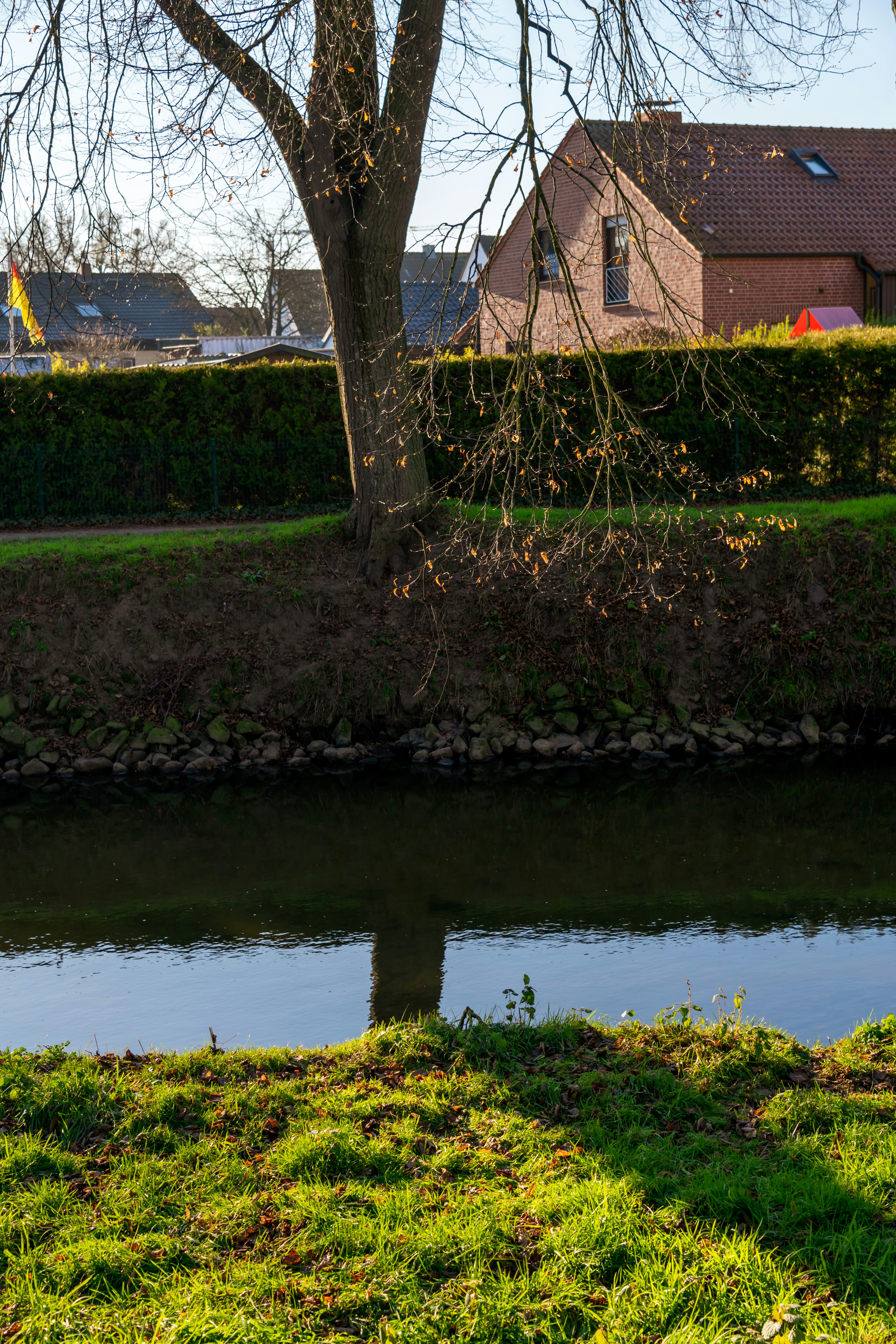 Willow Overhang by the Riverside Hedge