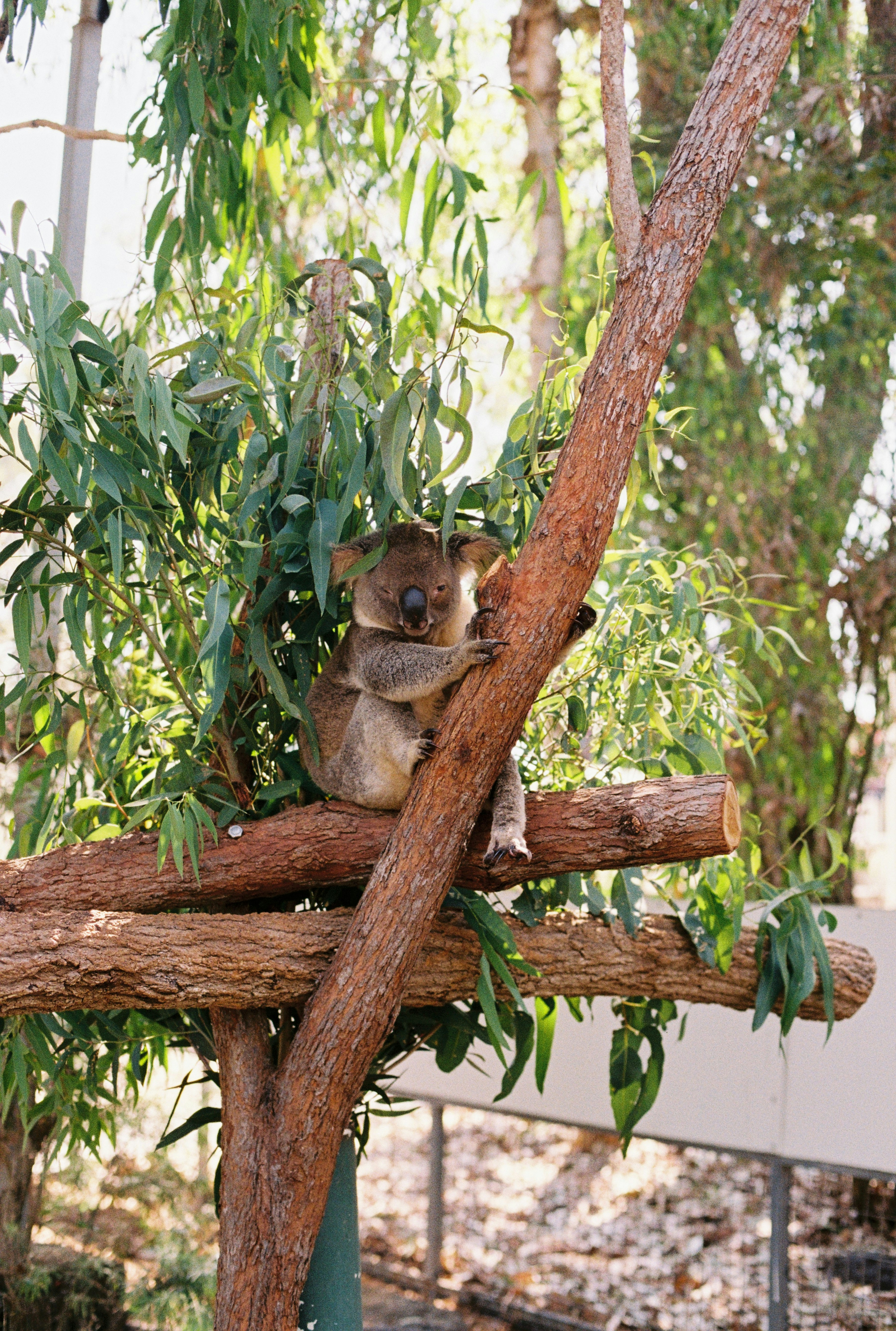 Curious Koala Clinging to a Sunlit Branchy Perch