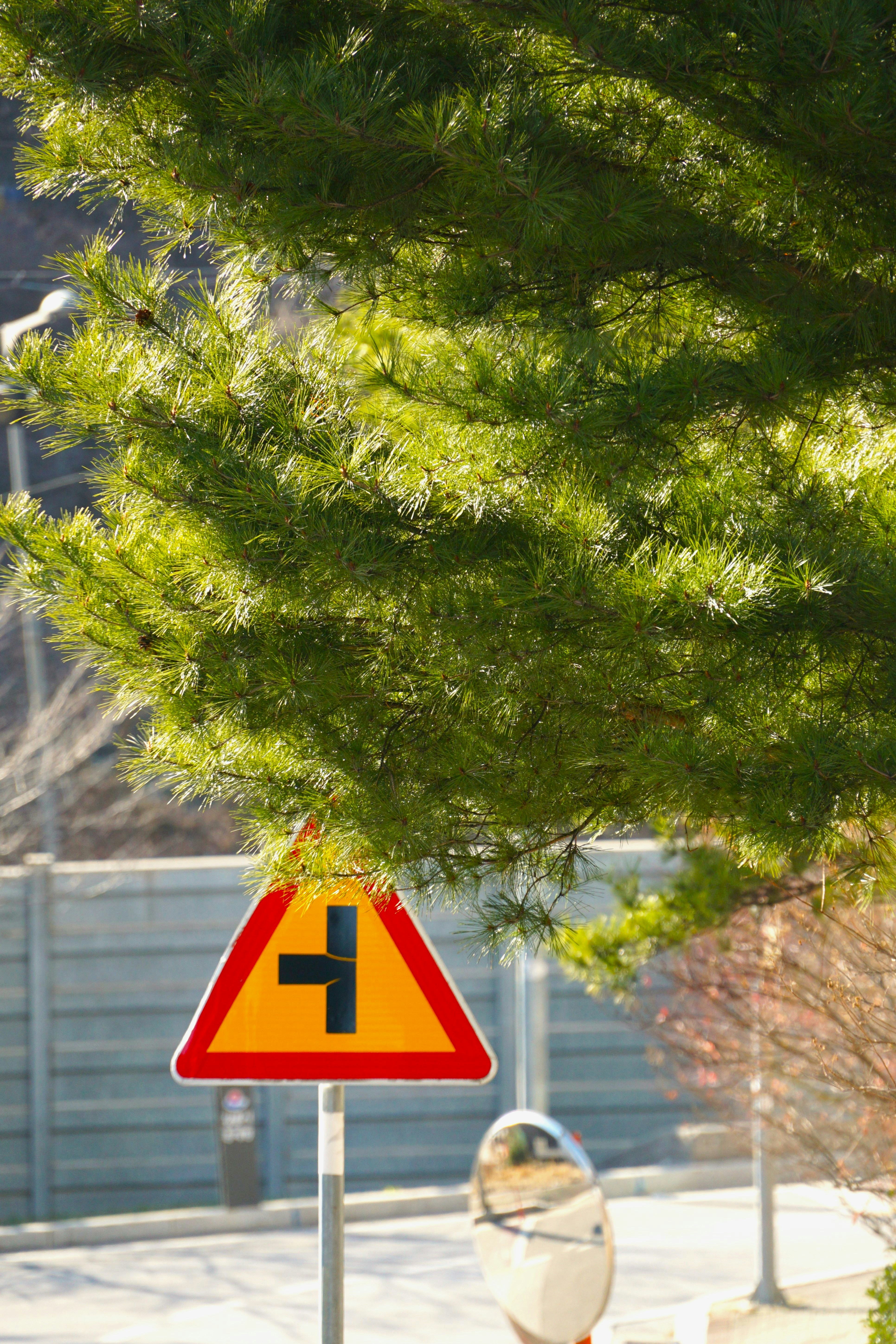 Under the Green Canopy: A Street Sign Framed by Pines