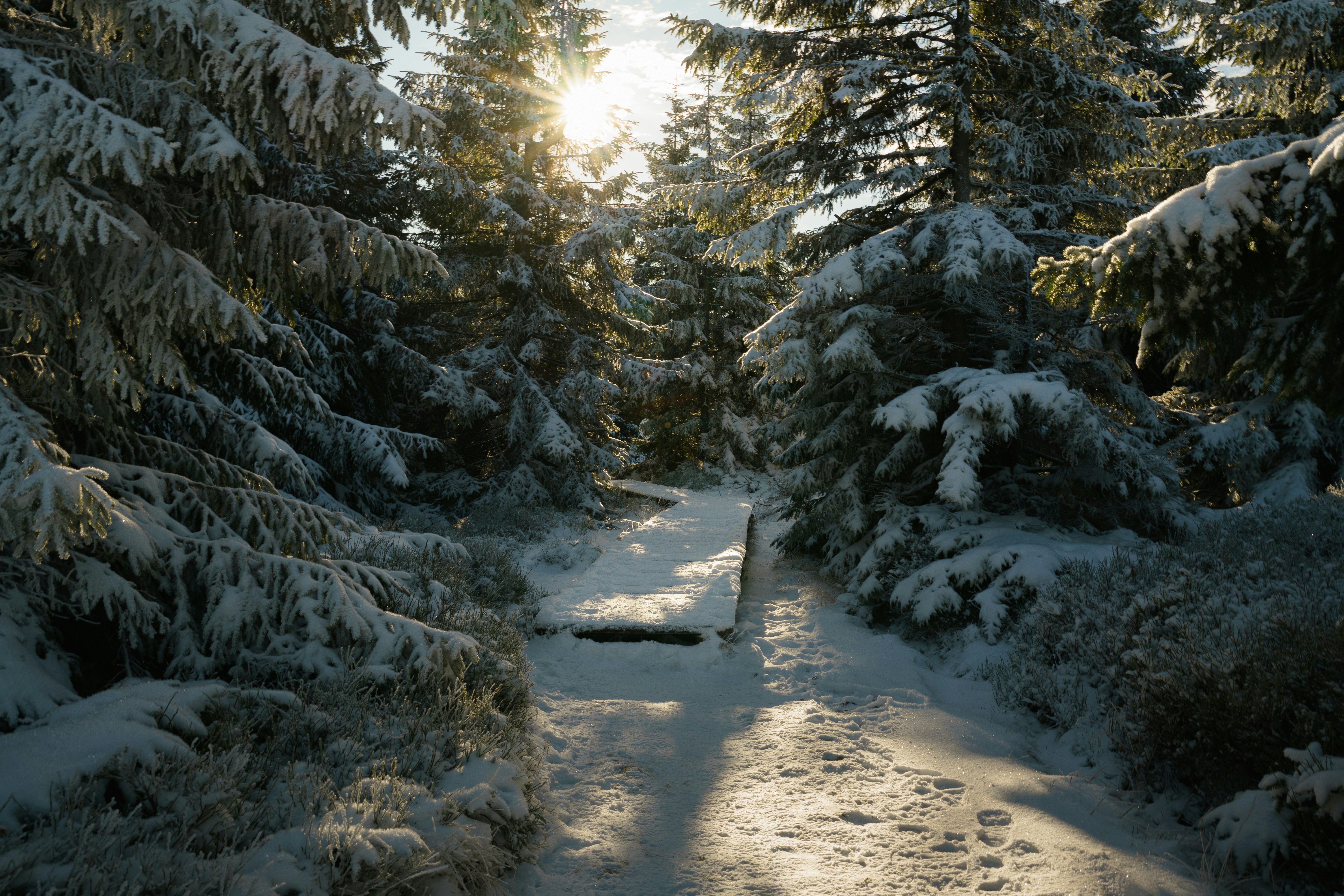 Sunlit Snow Corridor Through a Serene Pine Forest