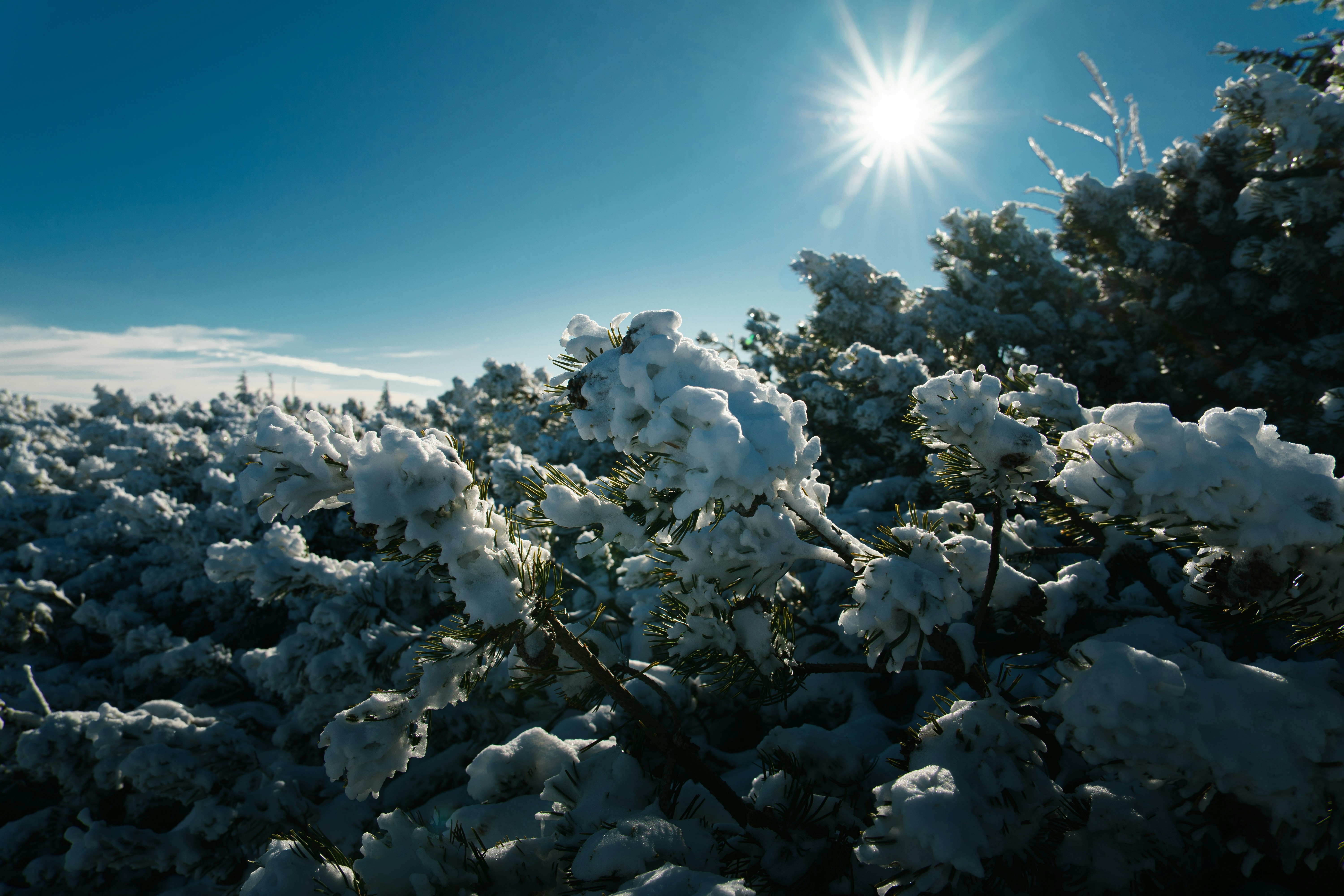 Sunlit Snow-Capped Shrubs Under a Glorying Sky