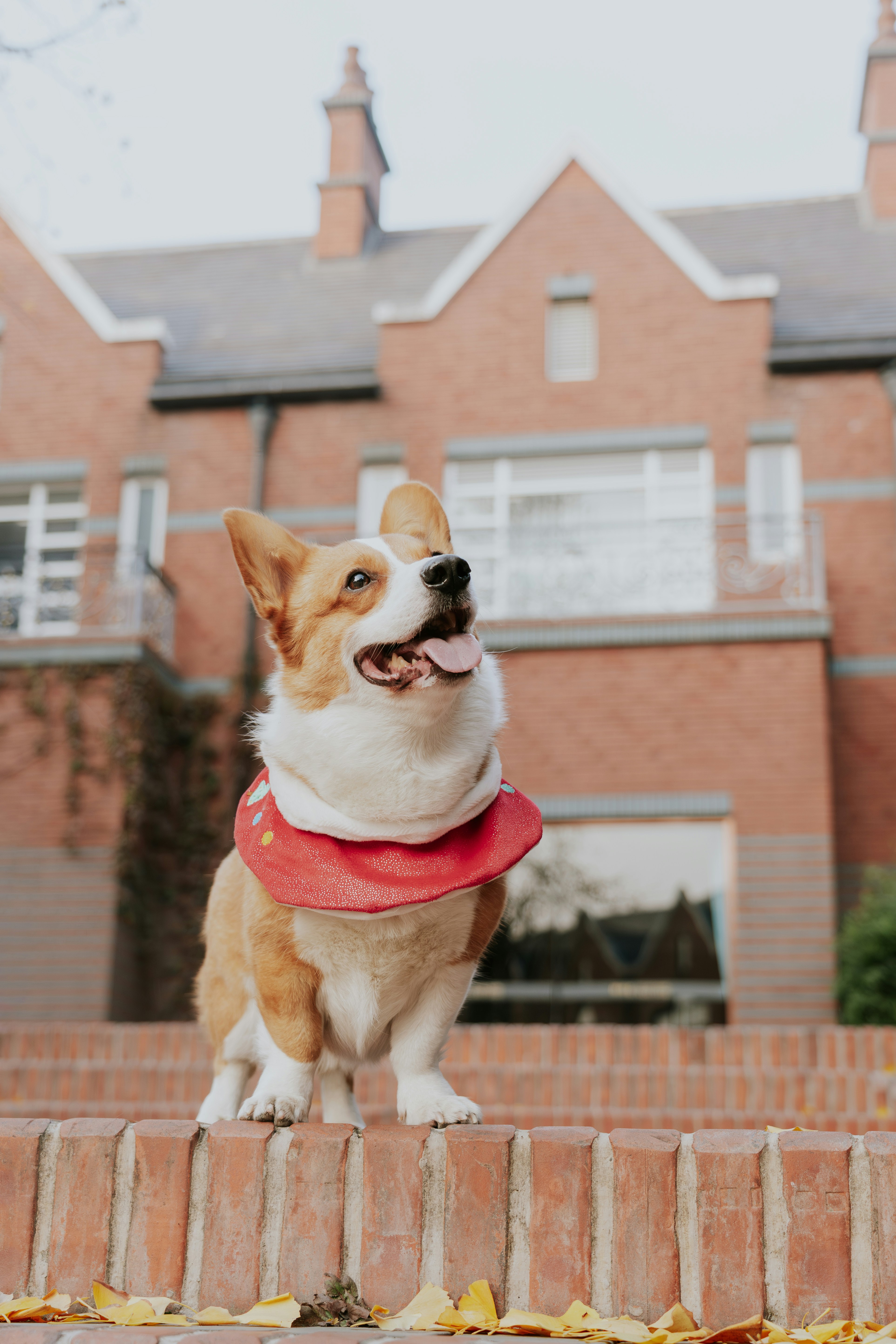 Corgi on Brick Steps under a Suburban Brick Facade