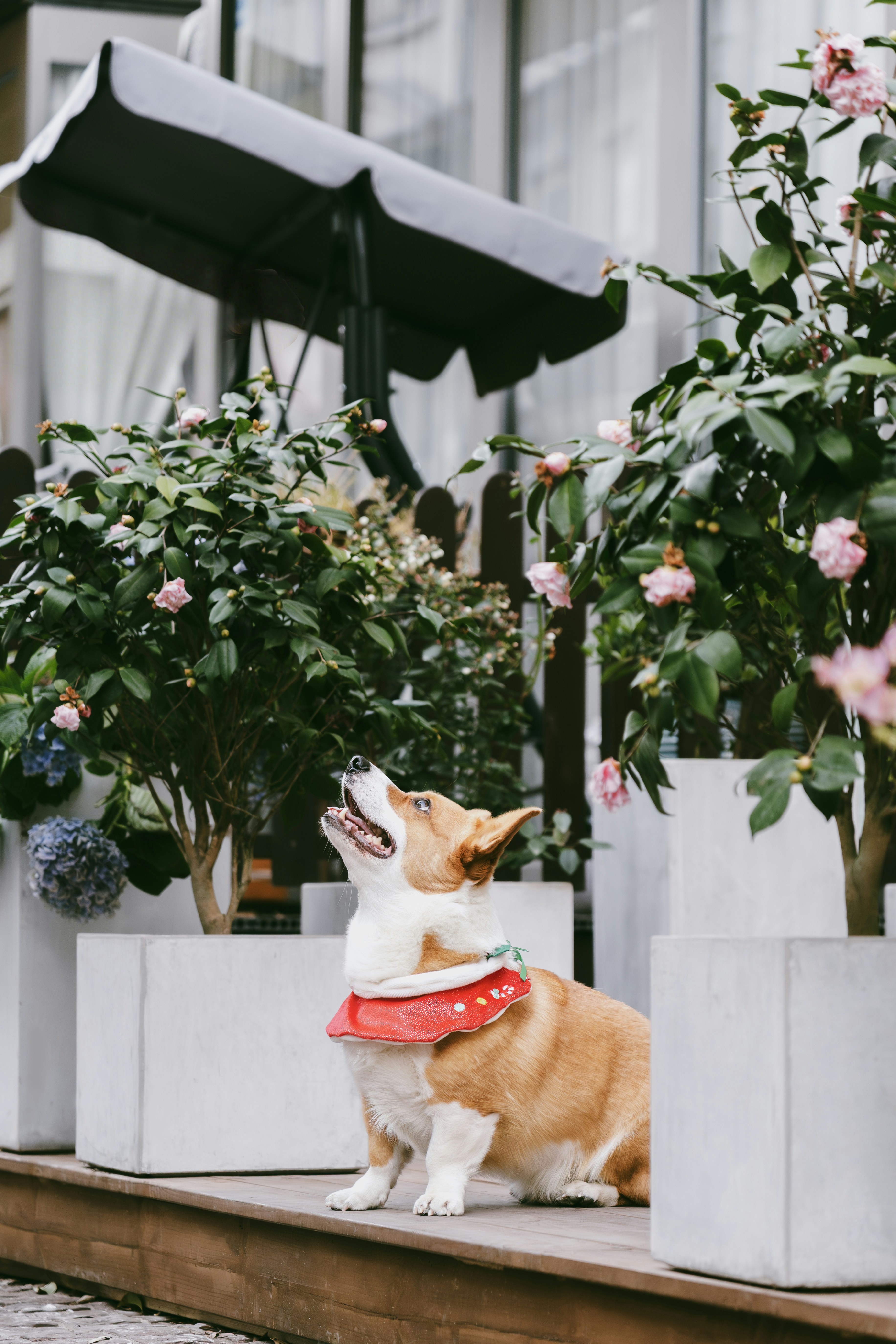 Corgi in Bloom: A Playful Pause by the Patio Garden