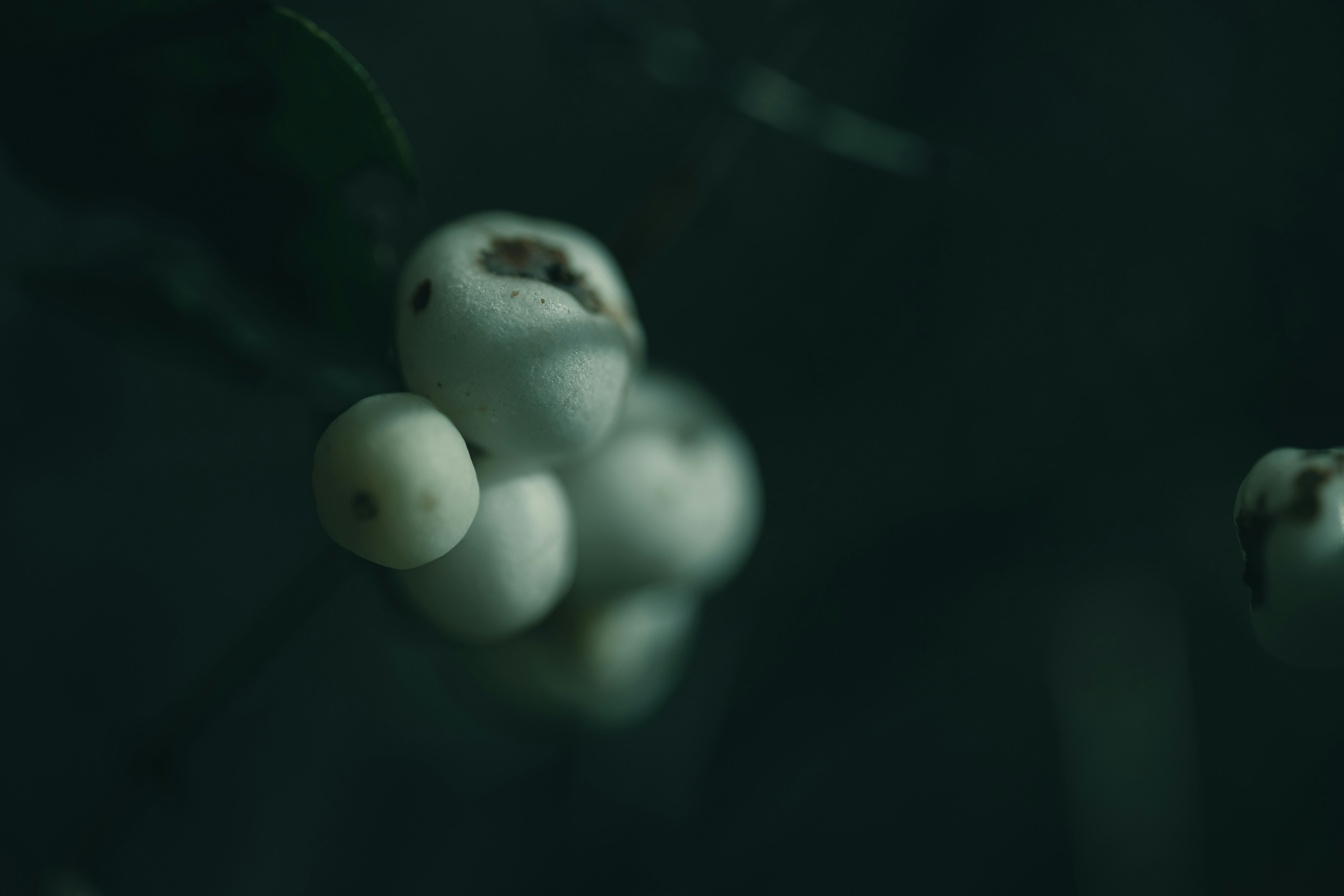 Dark Dewdrops: Quiet cluster of white berries in a shadowed frame