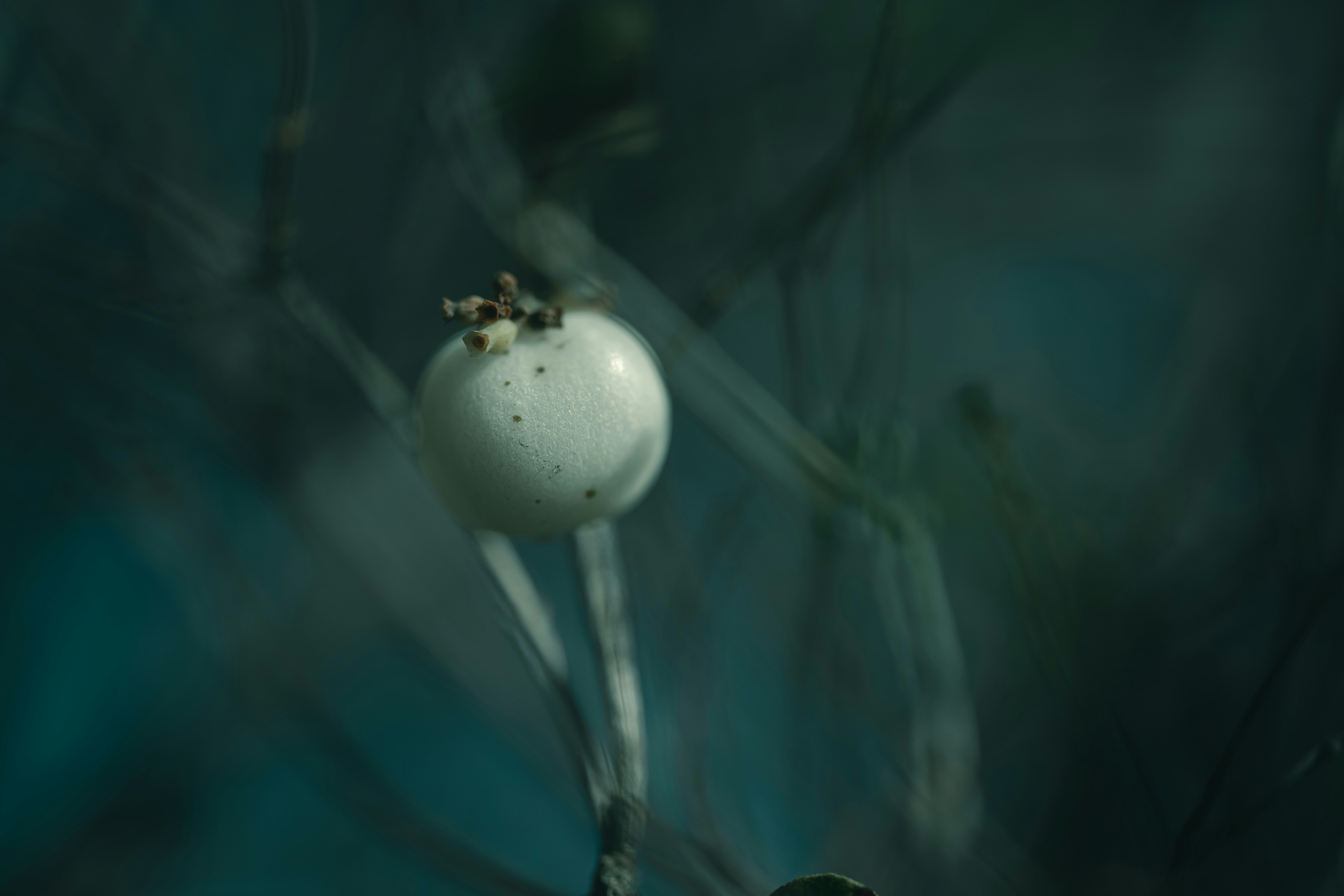 Single White Berry in a Sea of Blue-green Haze