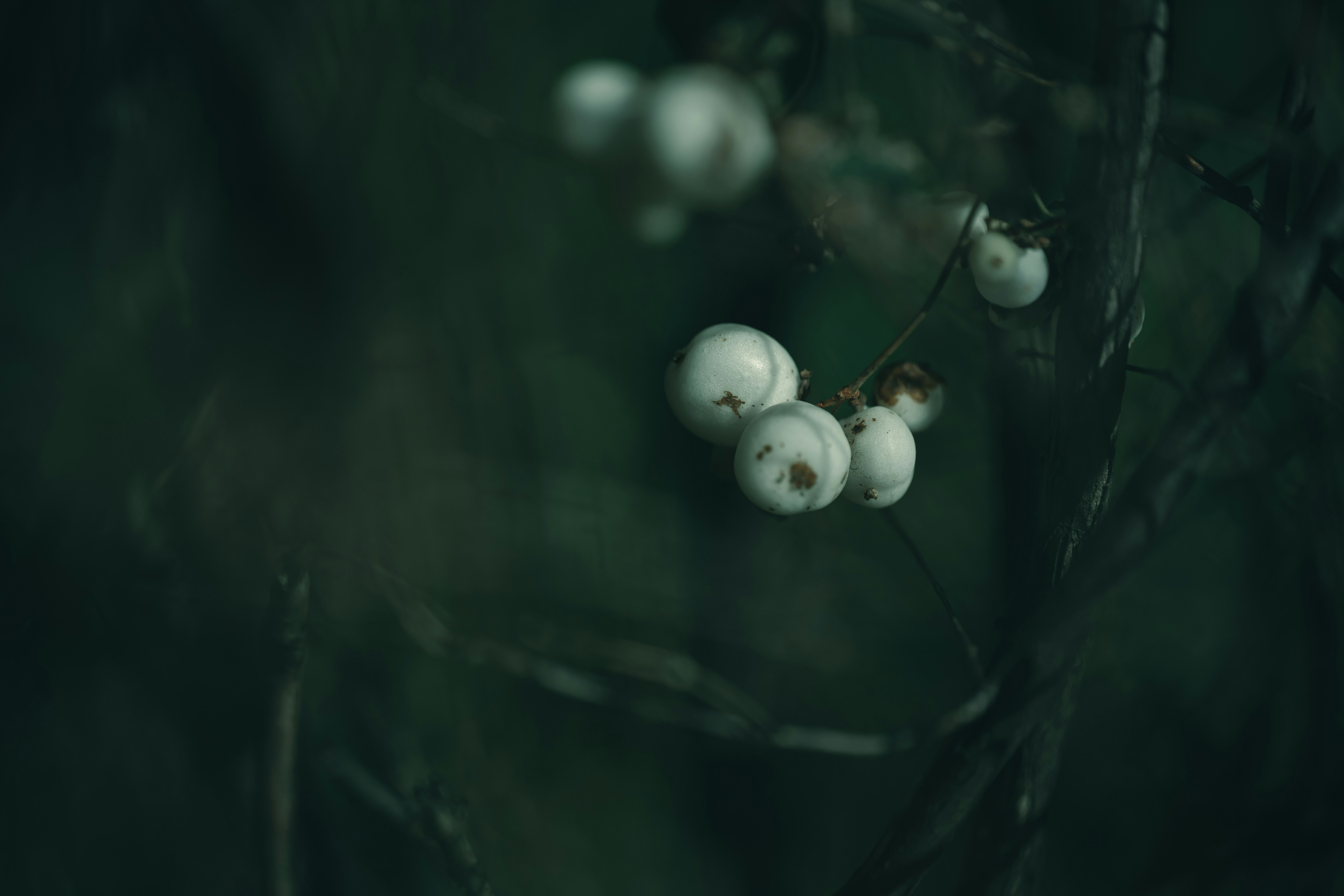 Frosted Berries in a Quiet Green Veil