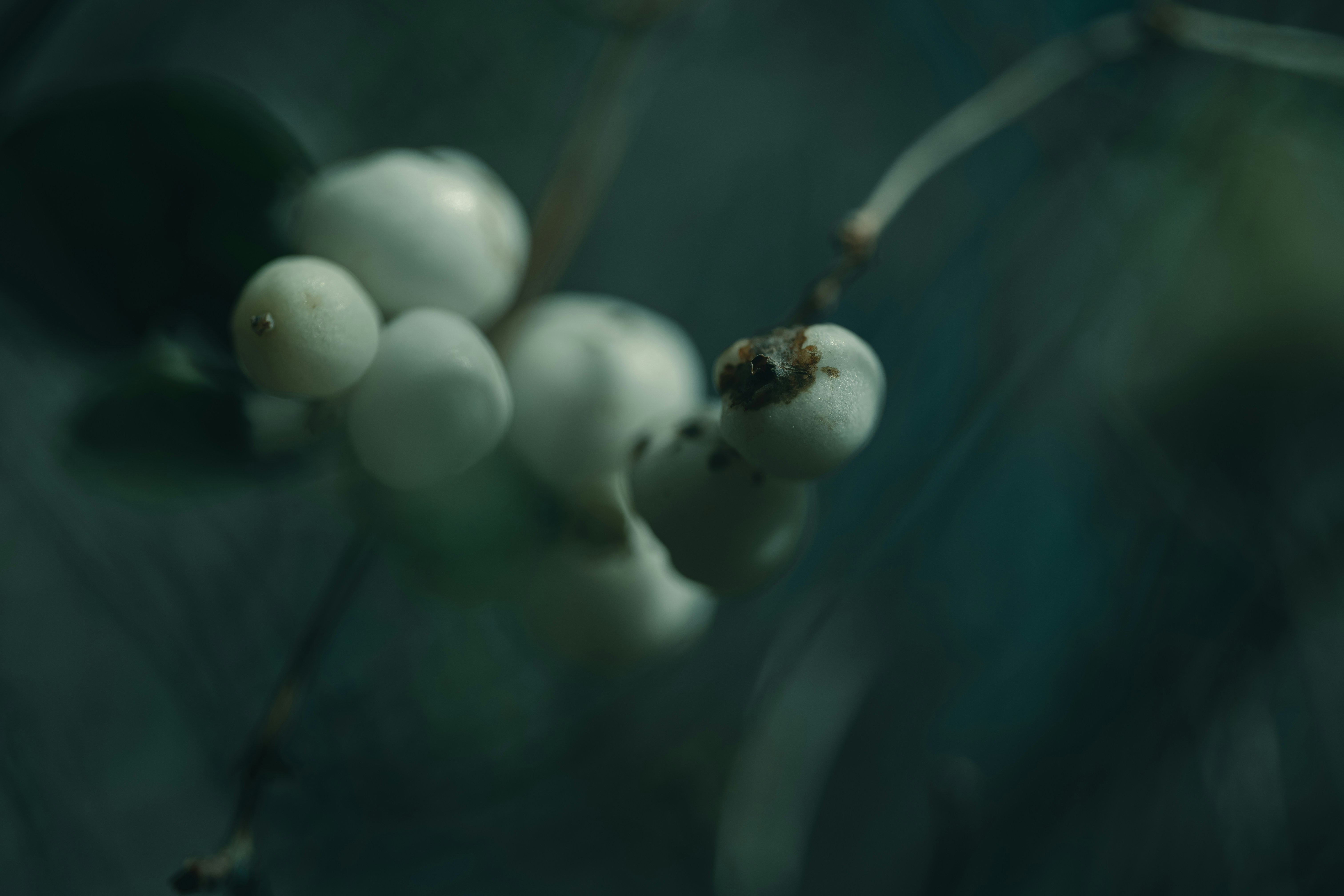 Ghostly Berries in a Velvet Night
