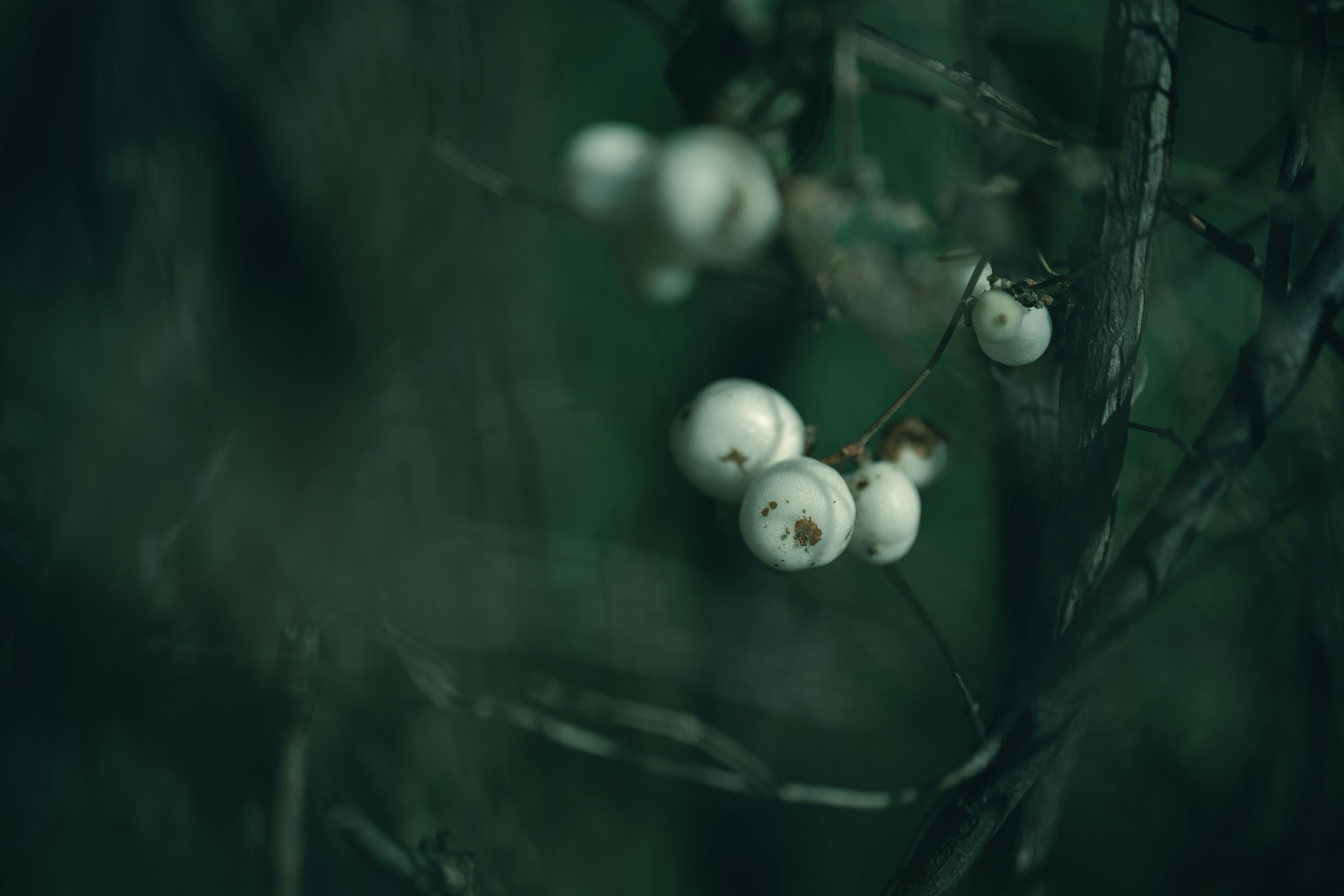 Frosted berries in a shadowed thicket