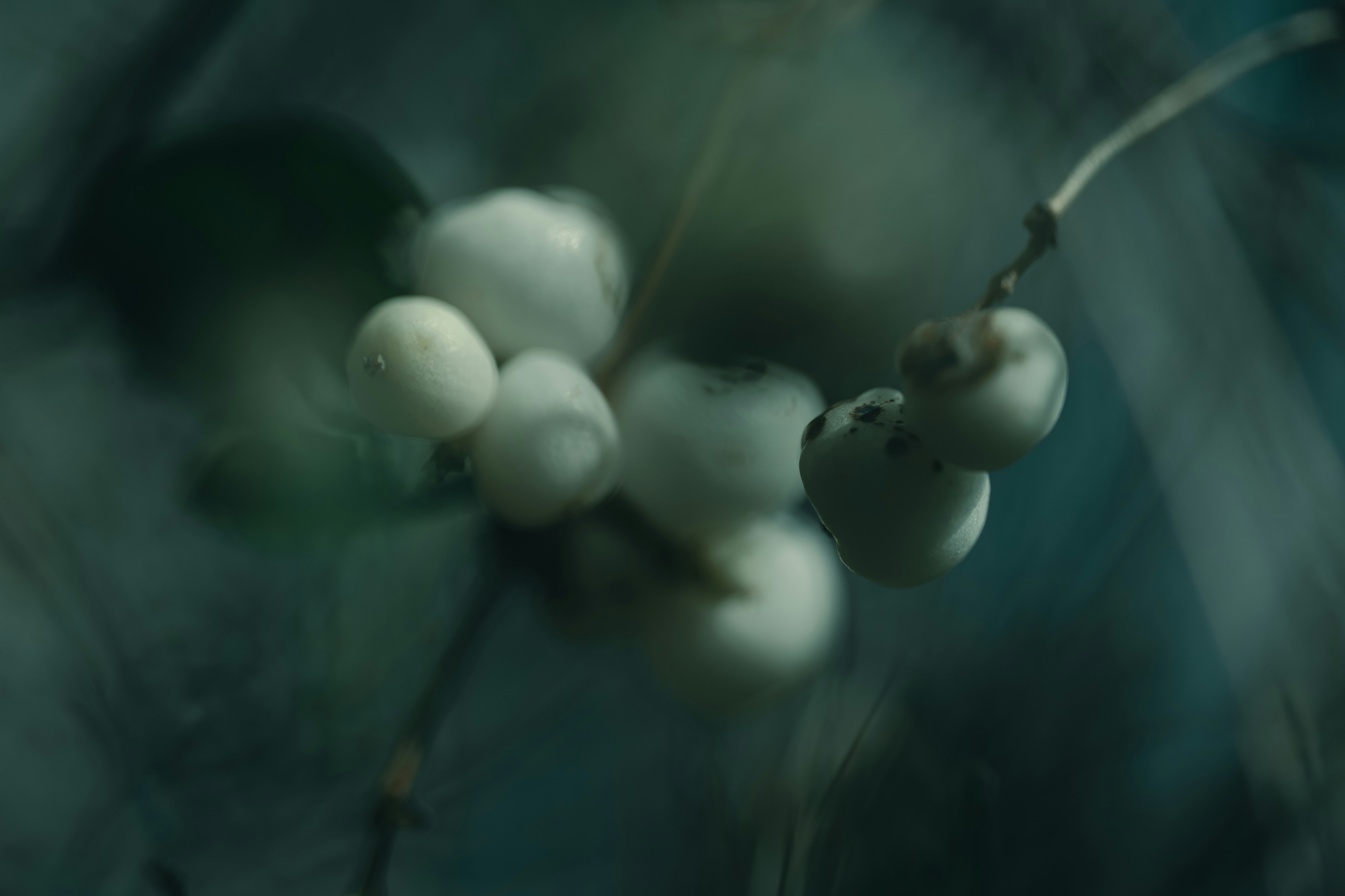 Soft berries in a dreamlike blur