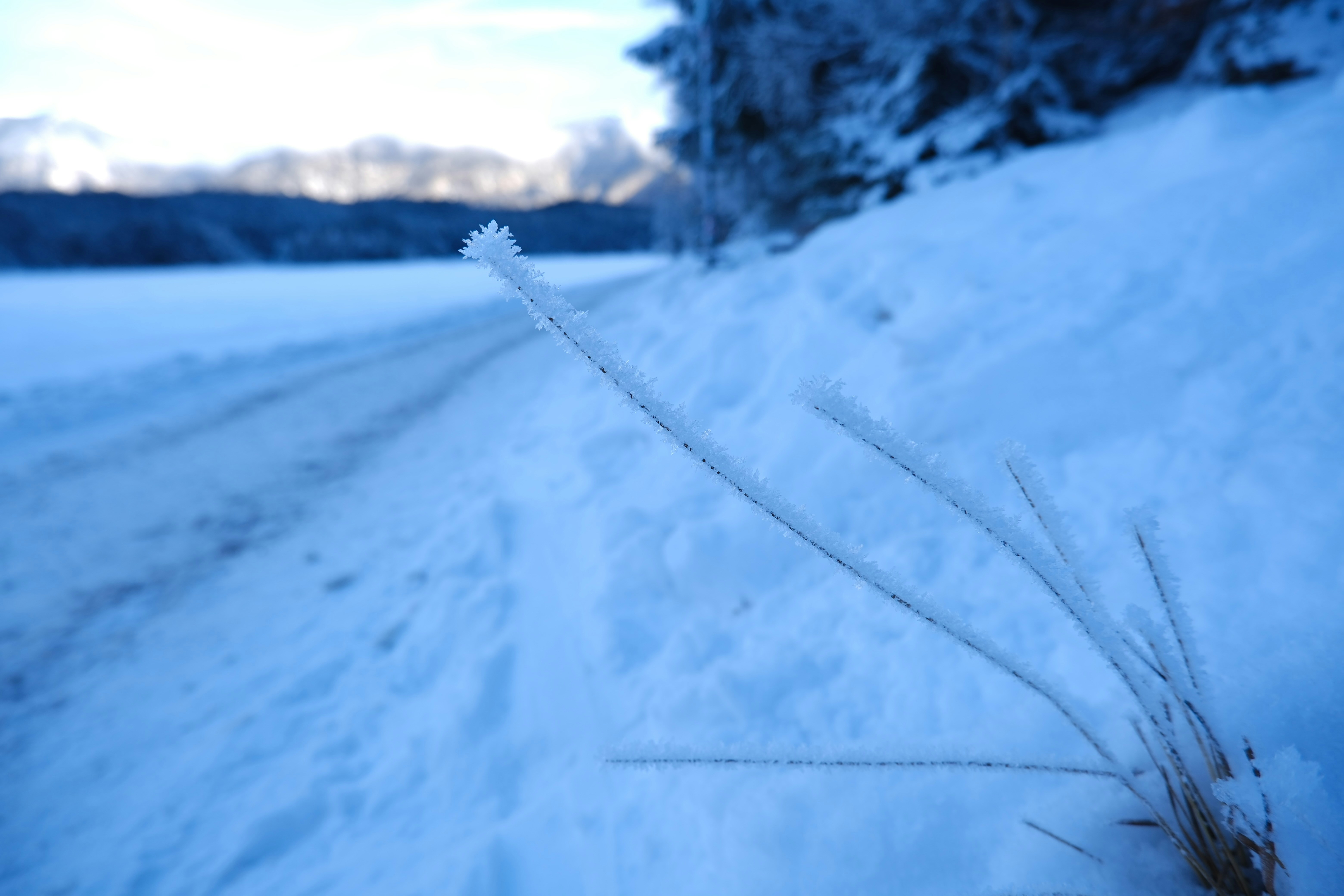 Frosted Reeds Framing a Frozen Riverbank