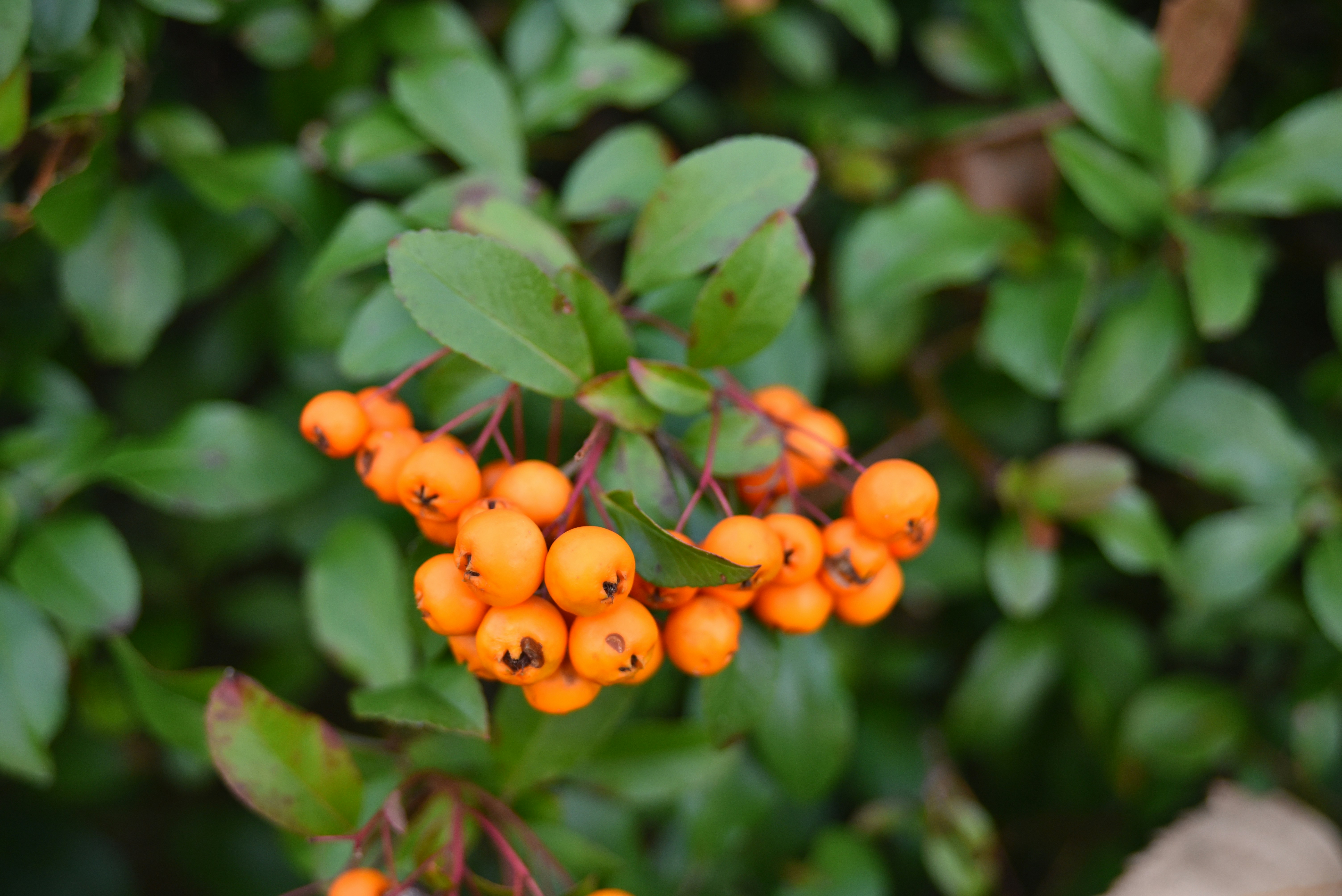 Vivid Orange Berry Cluster Anchored by Lush Green Foliage