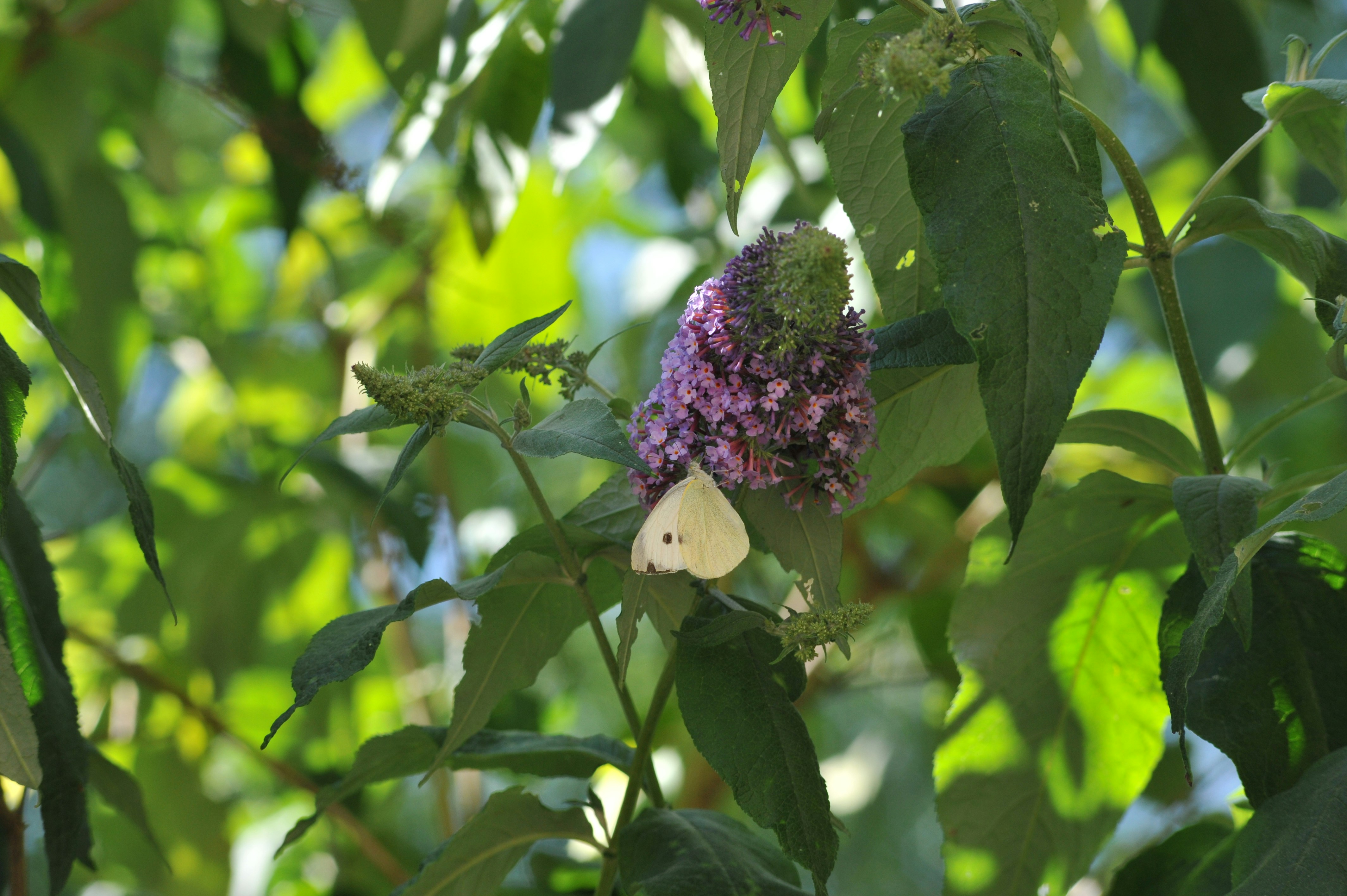 Ivory butterfly Adorns a Pink Cluster in dappled summer light